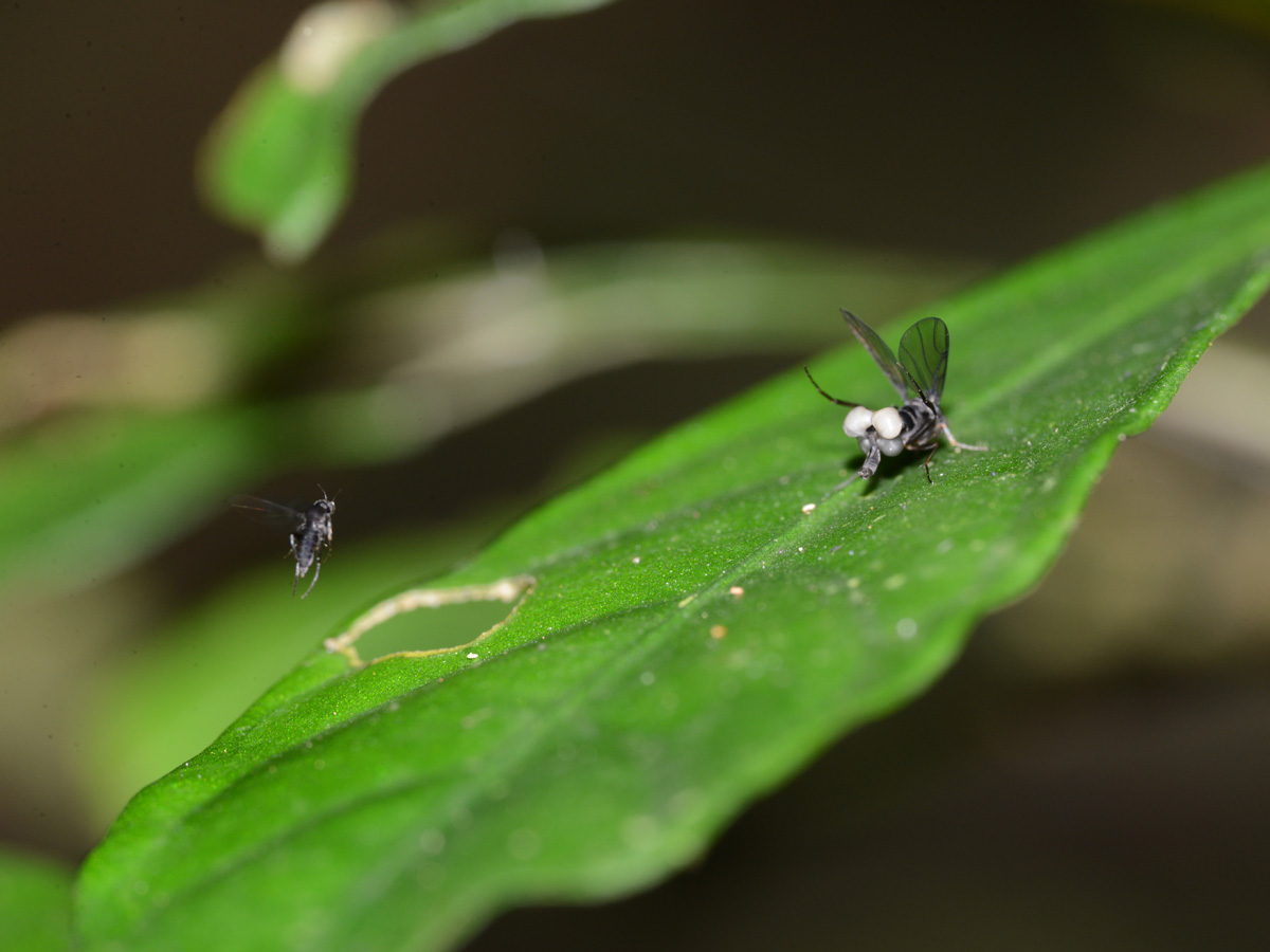 Extravagant female sexual display in a Megaselia Rondani species ...