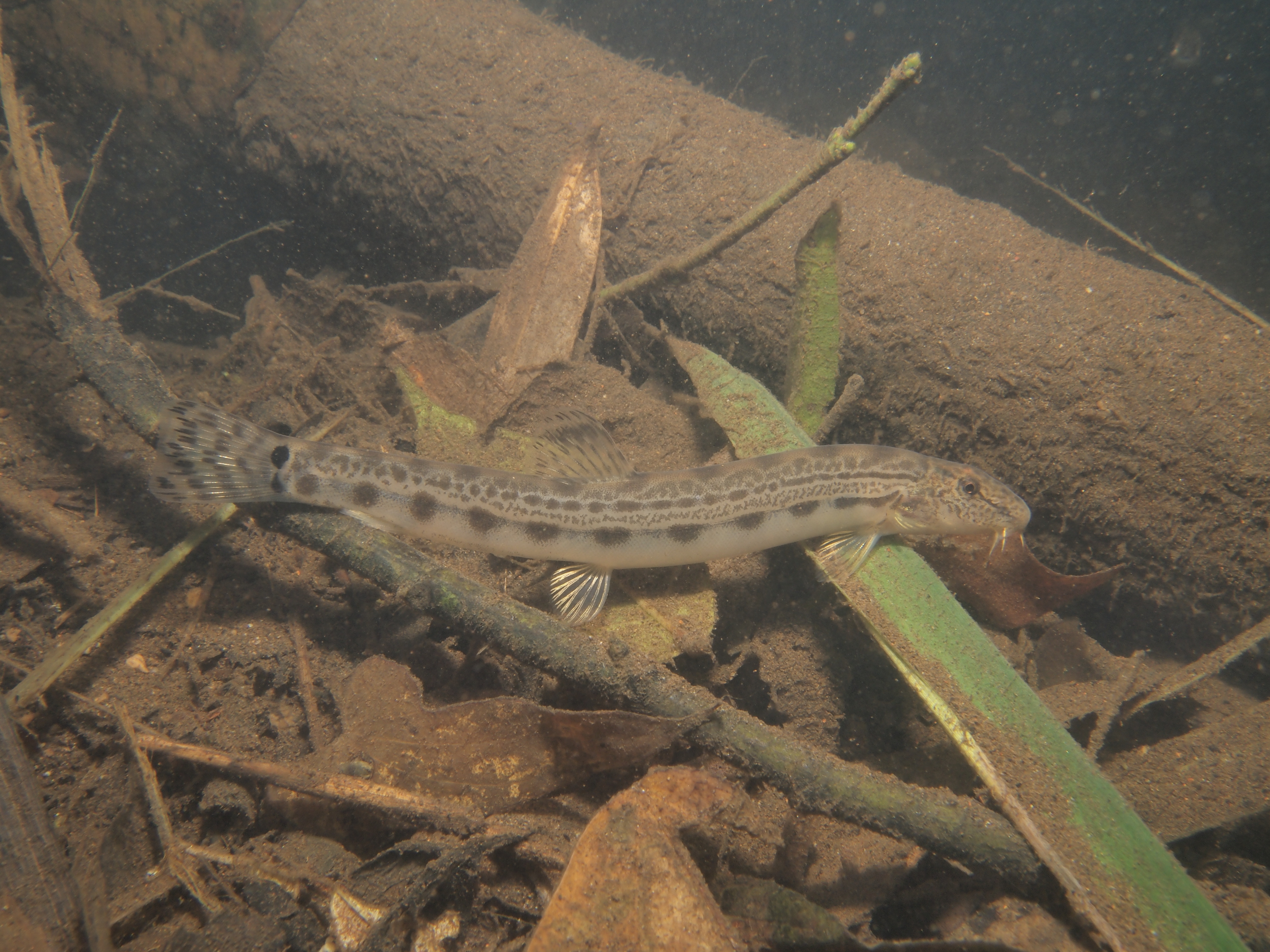 Photo images, 3D models and CT scanned data of loaches (Botiidae ...