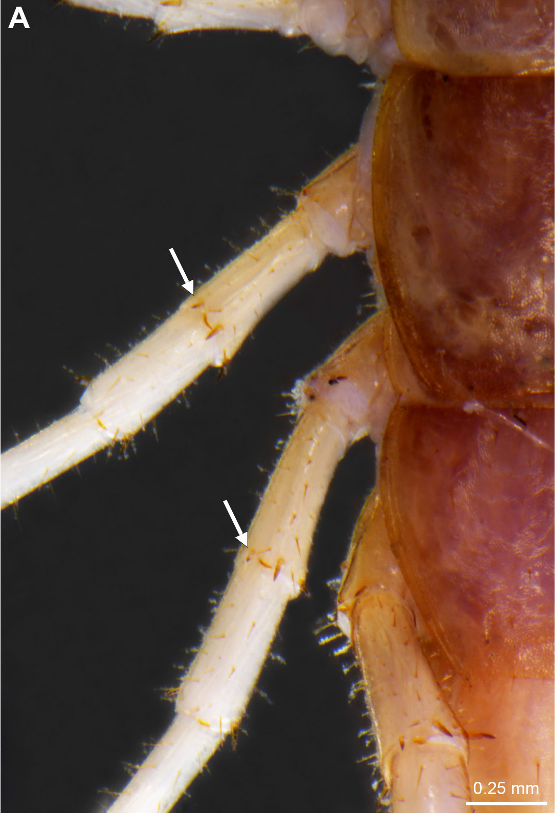 Two centipedes new to the fauna of La Palma (Canary Islands, Spain) and ...