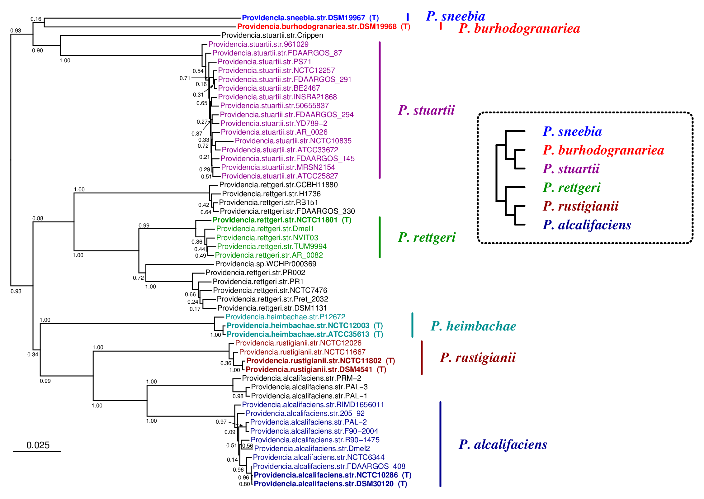 A fast alignment-free bioinformatics procedure to infer accurate ...