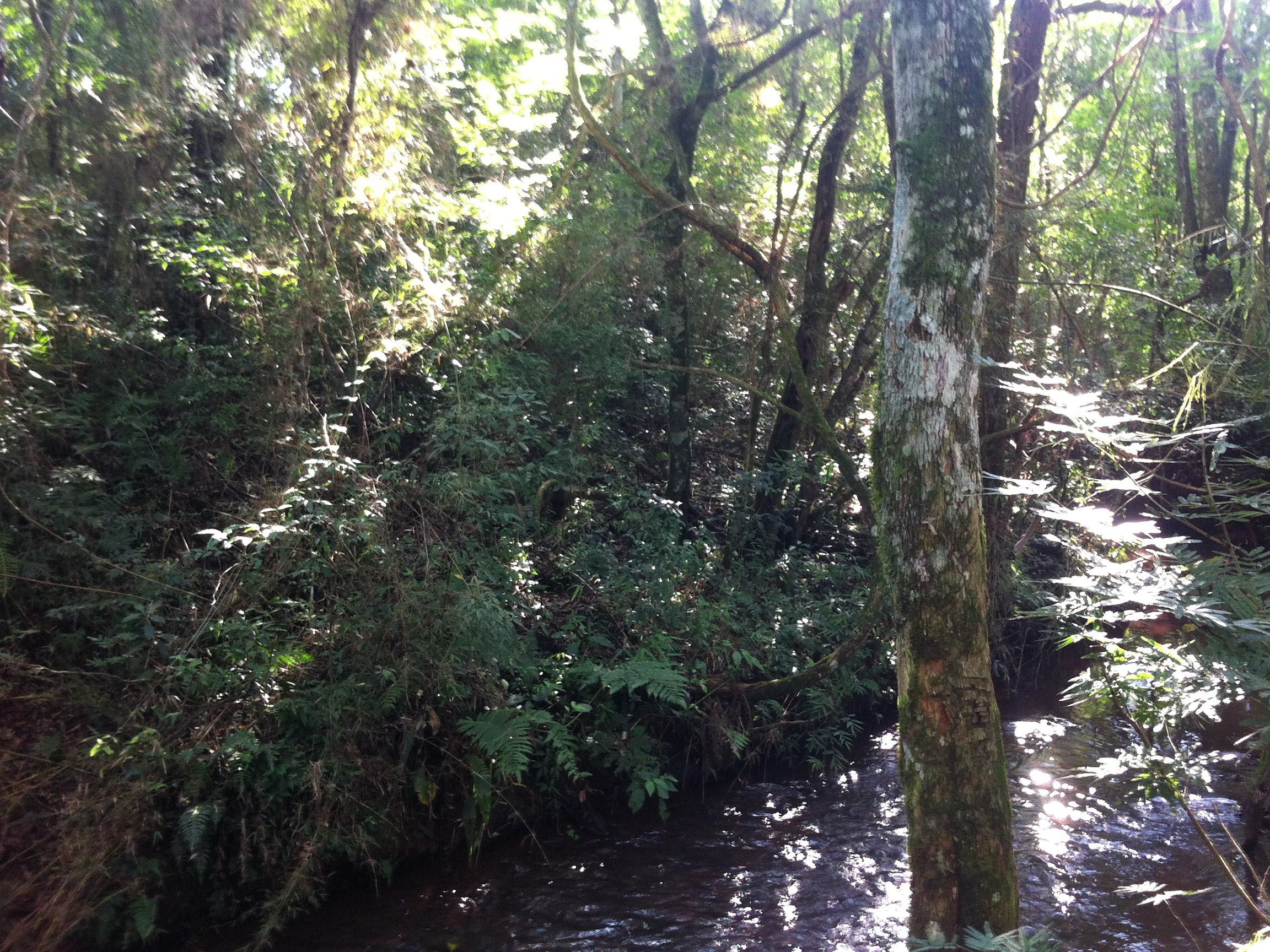 Seasonal records of benthic macroinvertebrates in a stream on the ...