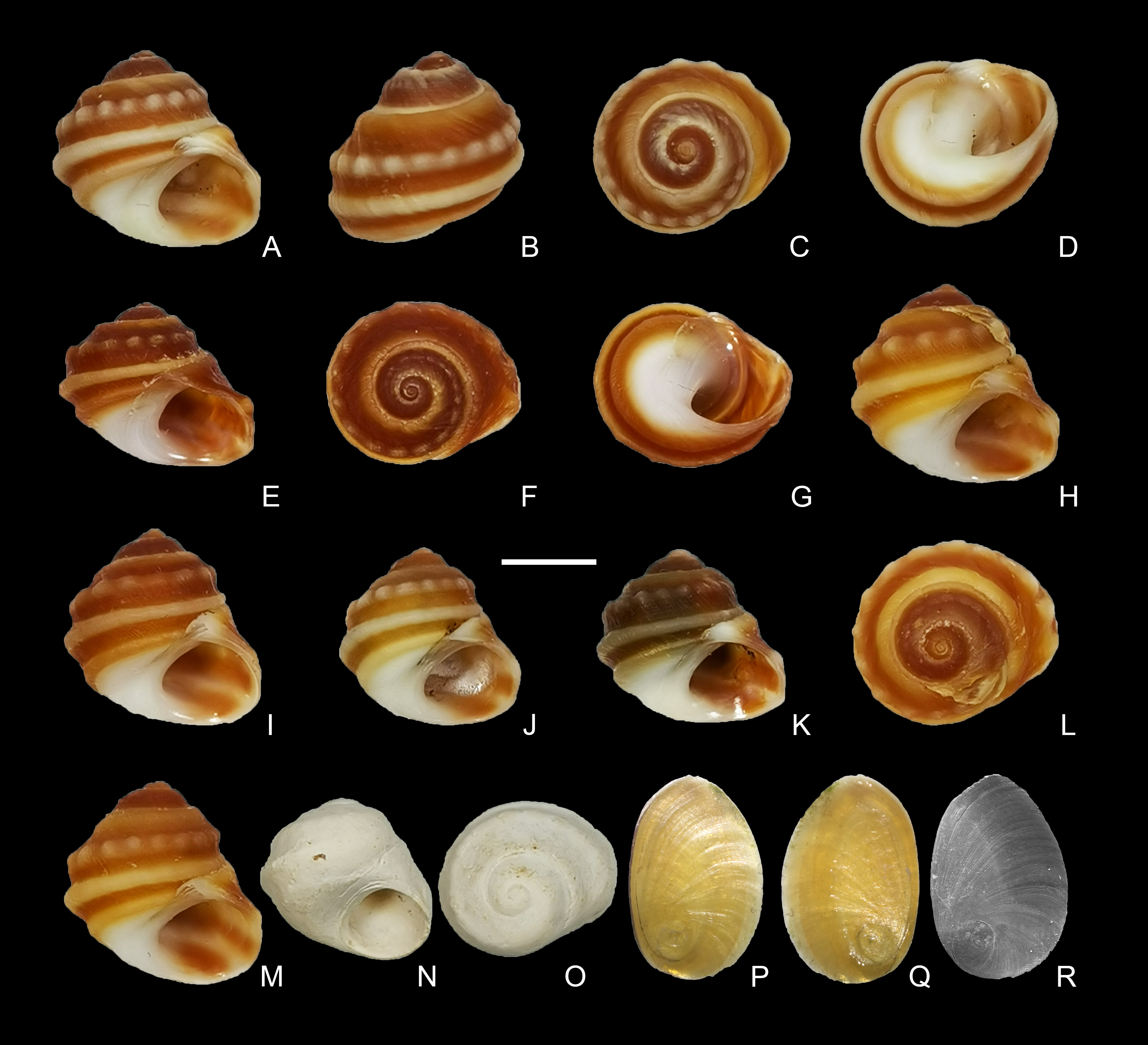 Pensoft Writing Tool