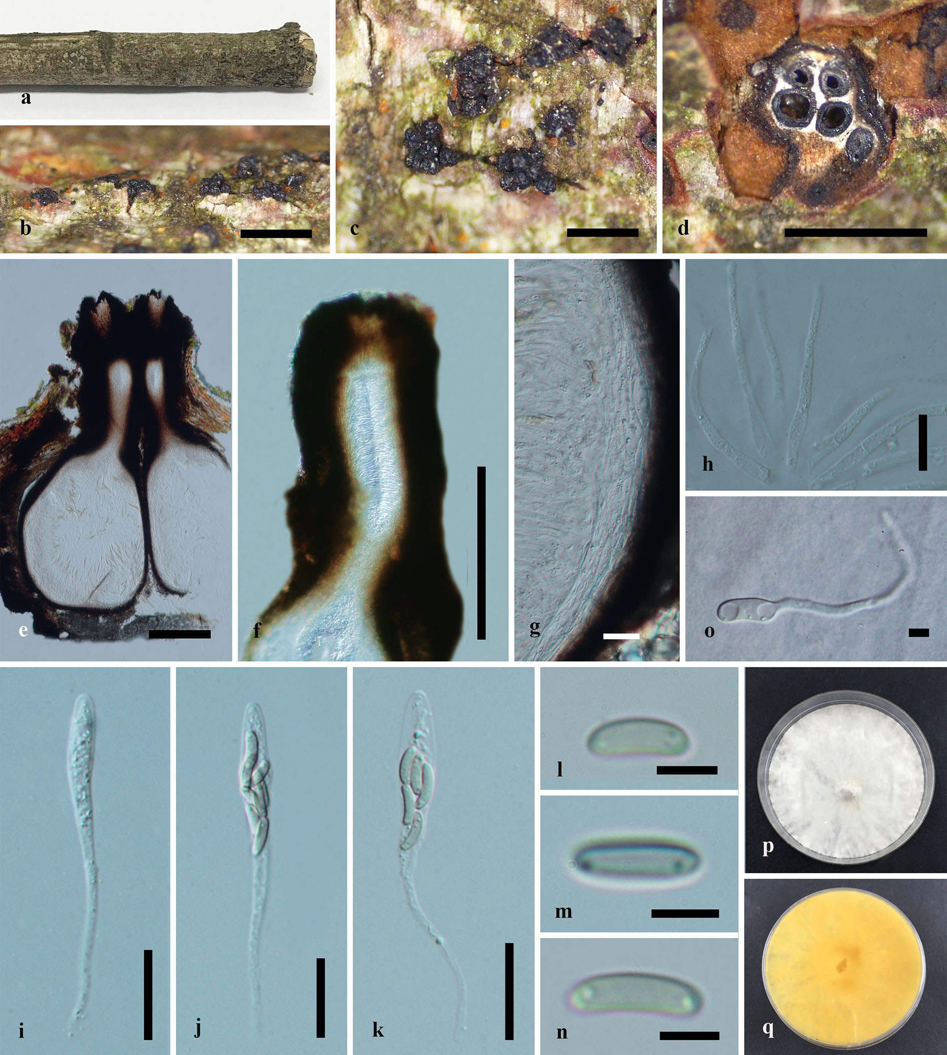 Pensoft Writing Tool