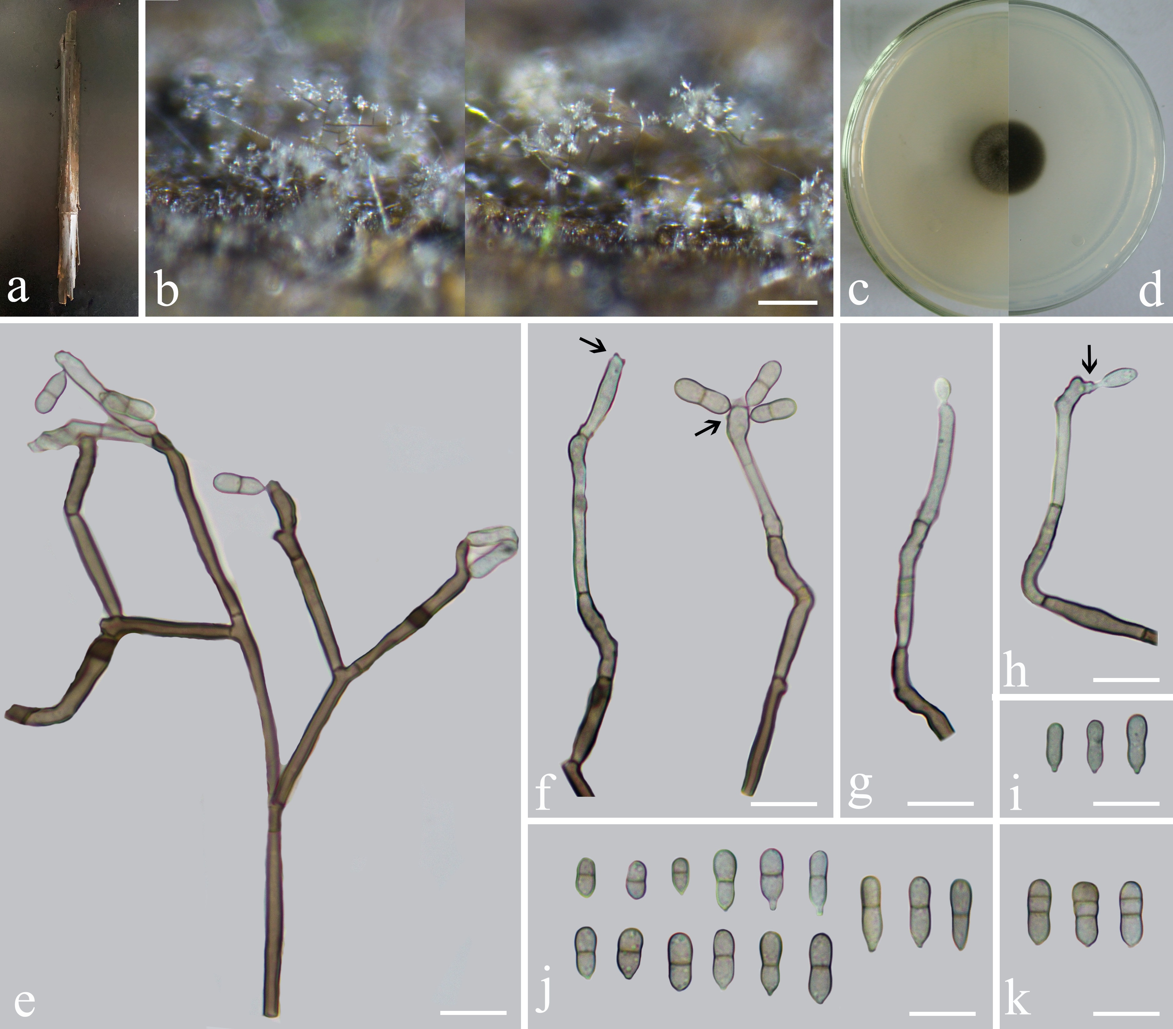 Pensoft Writing Tool