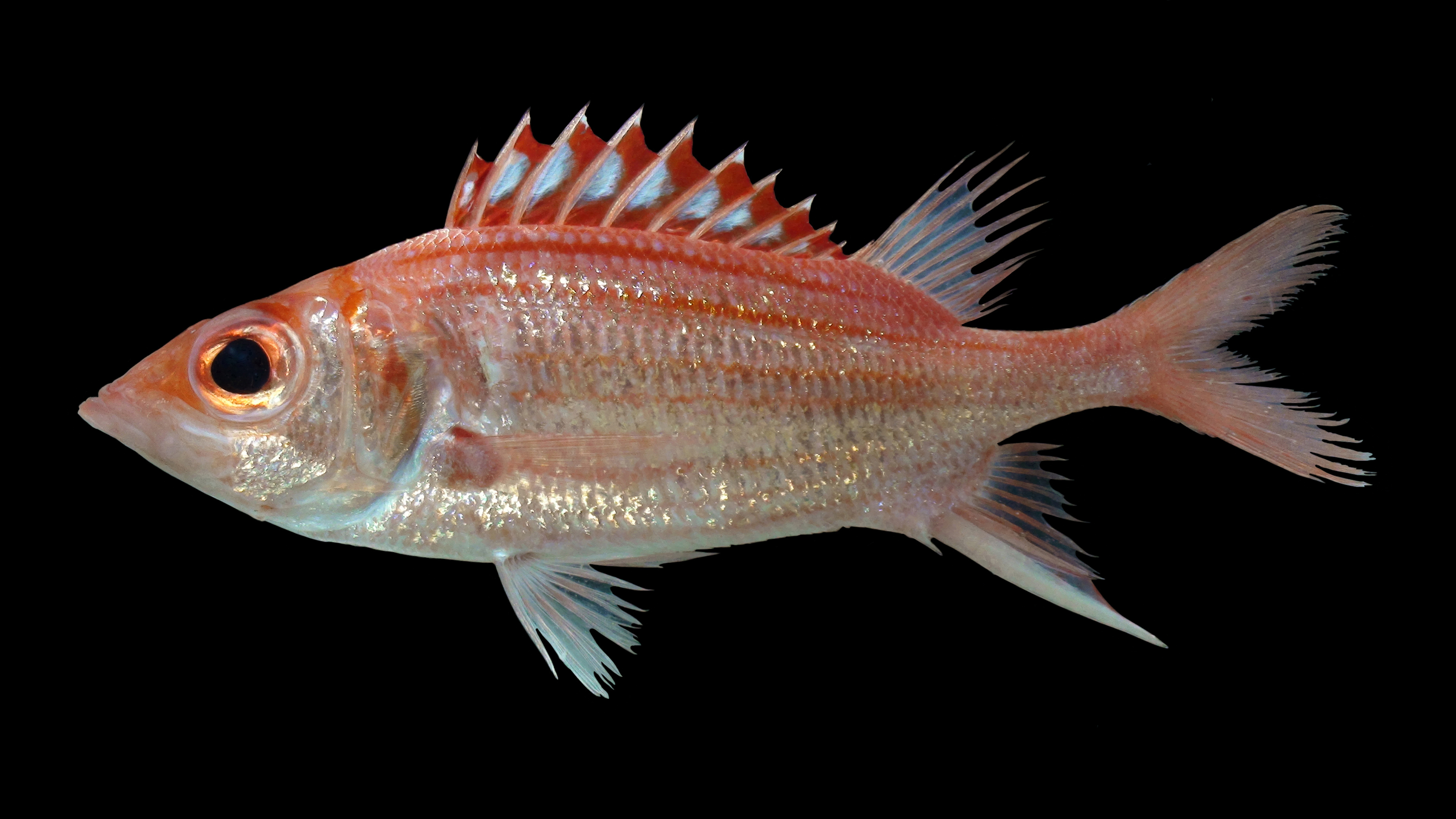 Neoniphon pencei, a new species of holocentrid (Teleostei: Beryciformes ...