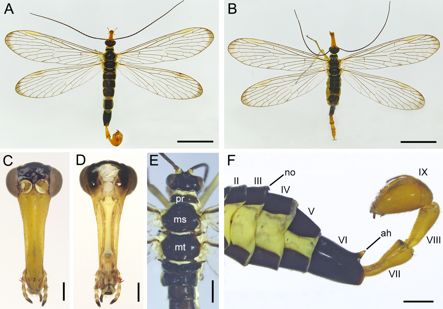 A new species of the genus Cerapanorpa (Mecoptera, Panorpidae) from the ...