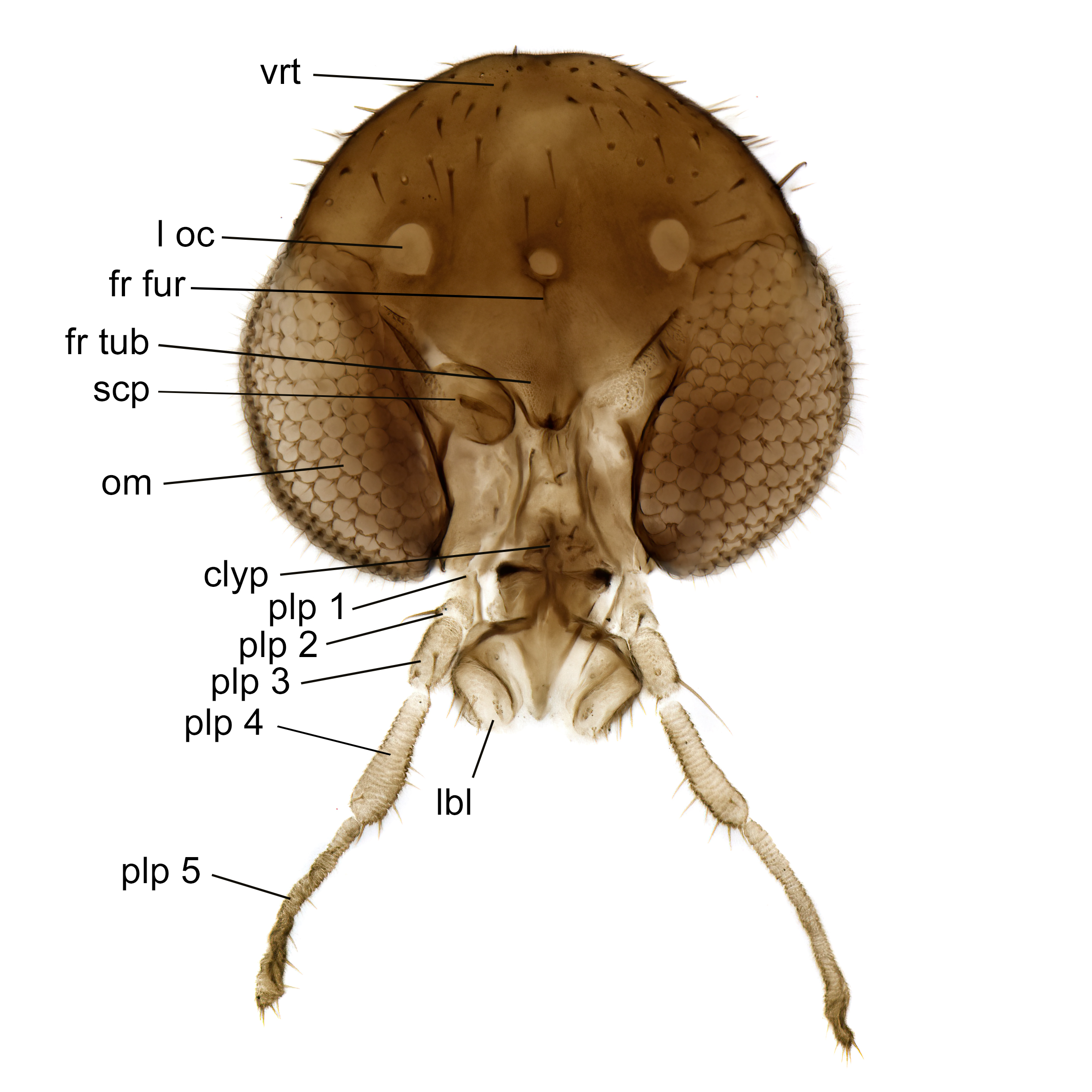 When details matter: Integrative revision of Holarctic Coelophthinia ...