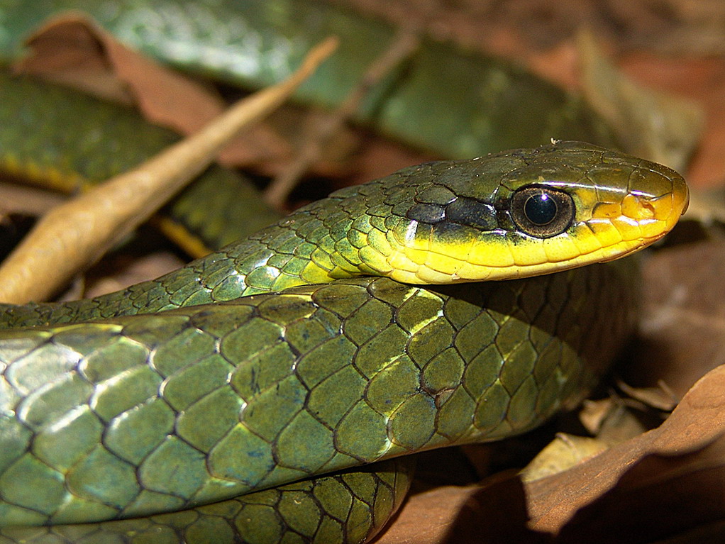 Snake richness in urban forest fragments from Niterói and surroundings ...