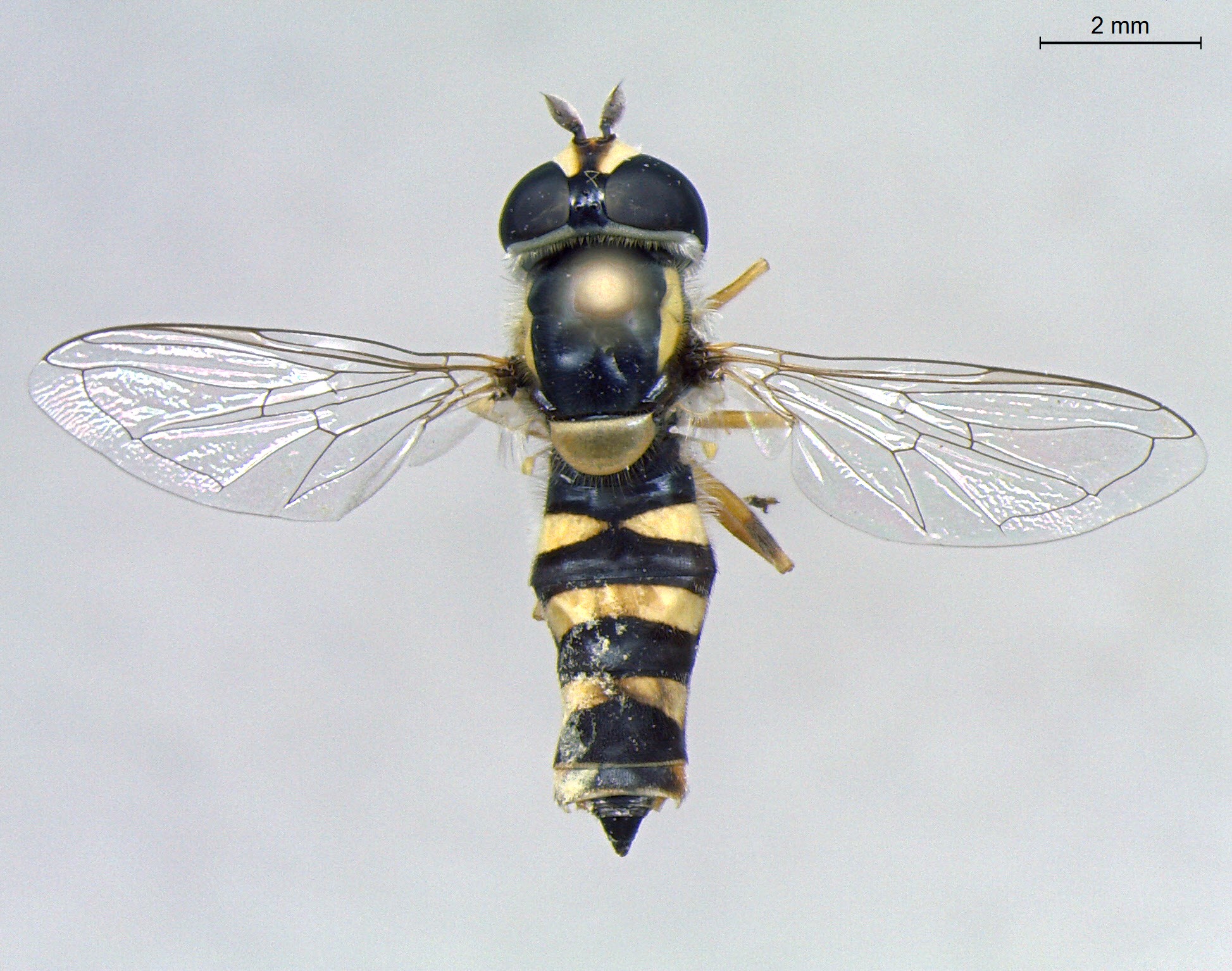 Pensoft Writing Tool