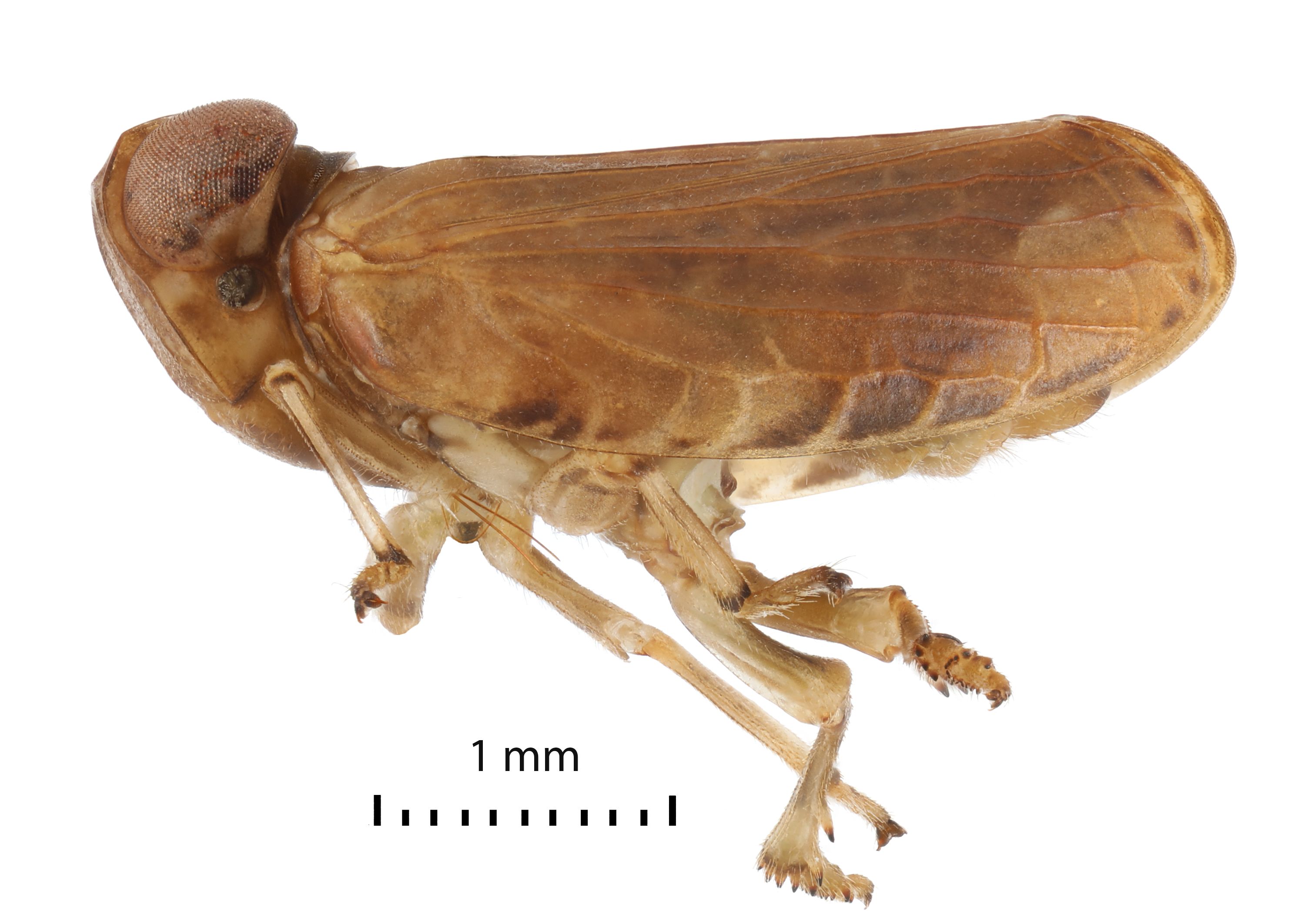 First record of the family Issidae (Hemiptera, Auchenorrhyncha ...