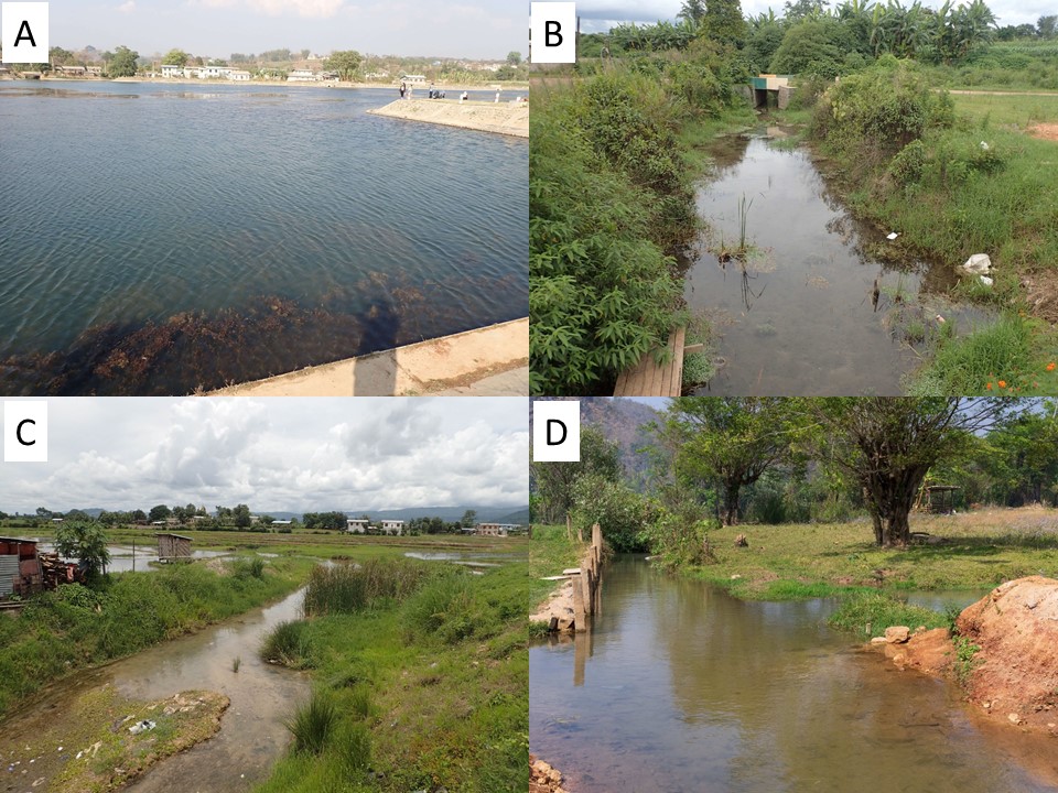 Fish diversity of a spring field in Hopong Town, Taunggyi District ...
