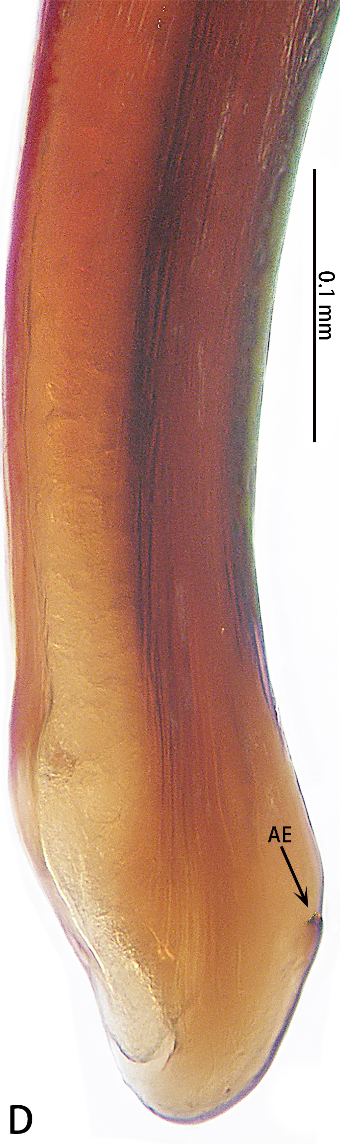 First description of the male of Cyclocosmia ricketti (Araneae ...