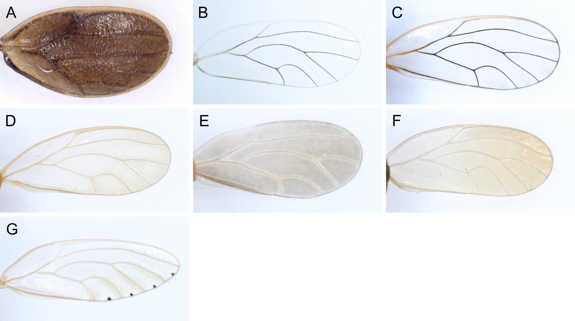 First systematic inventory of the jumping plant lice of Luxembourg ...