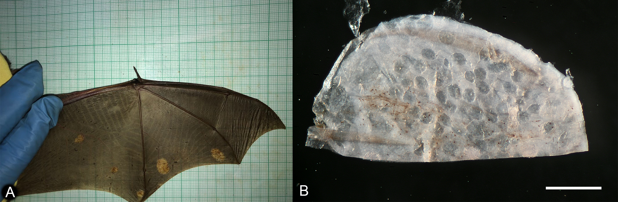 First record of Psorergatoides Fain, 1959 (Acari, Cheyletoidea ...