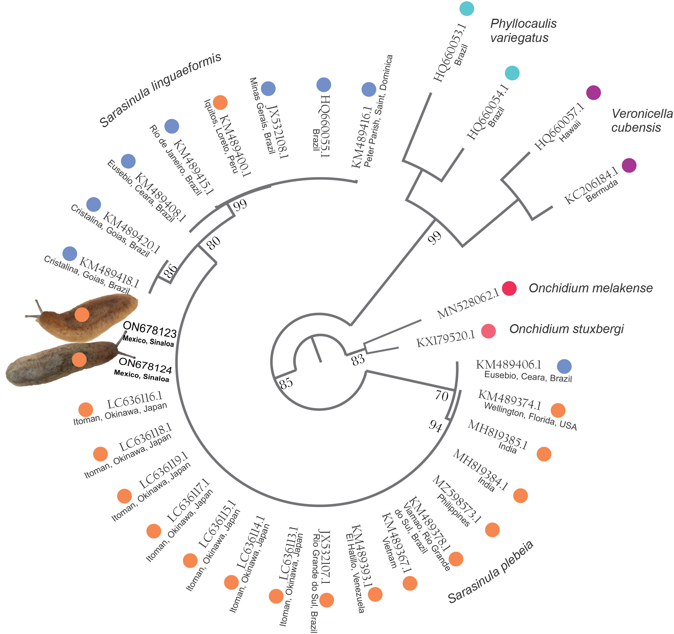 Pensoft Writing Tool