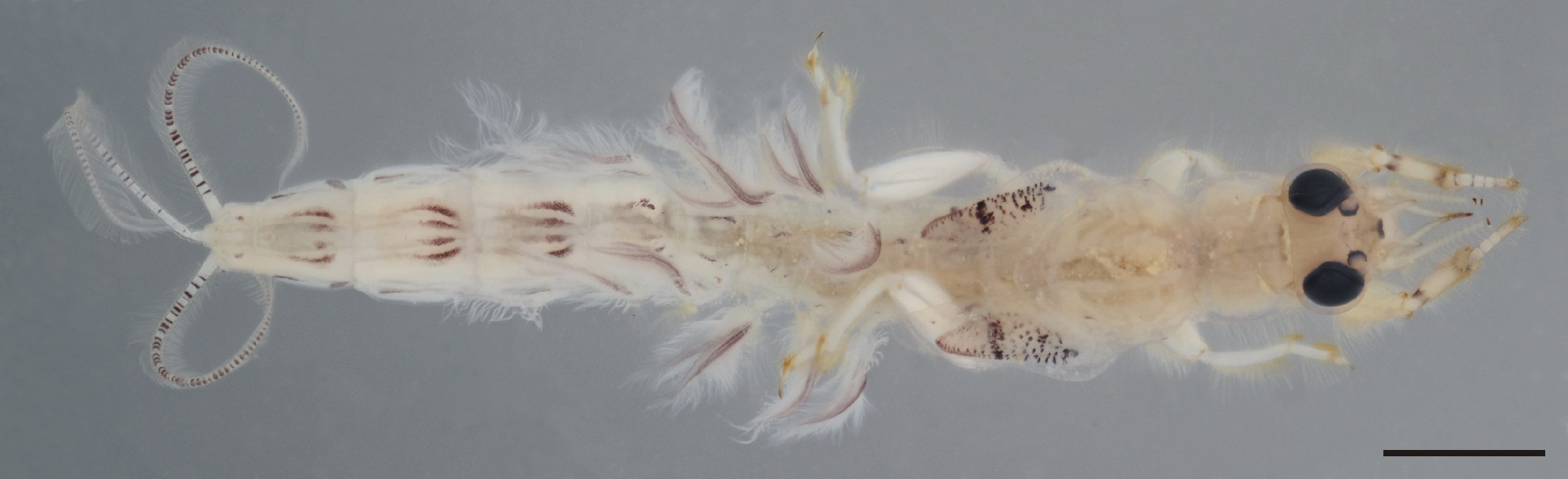 Pensoft Writing Tool