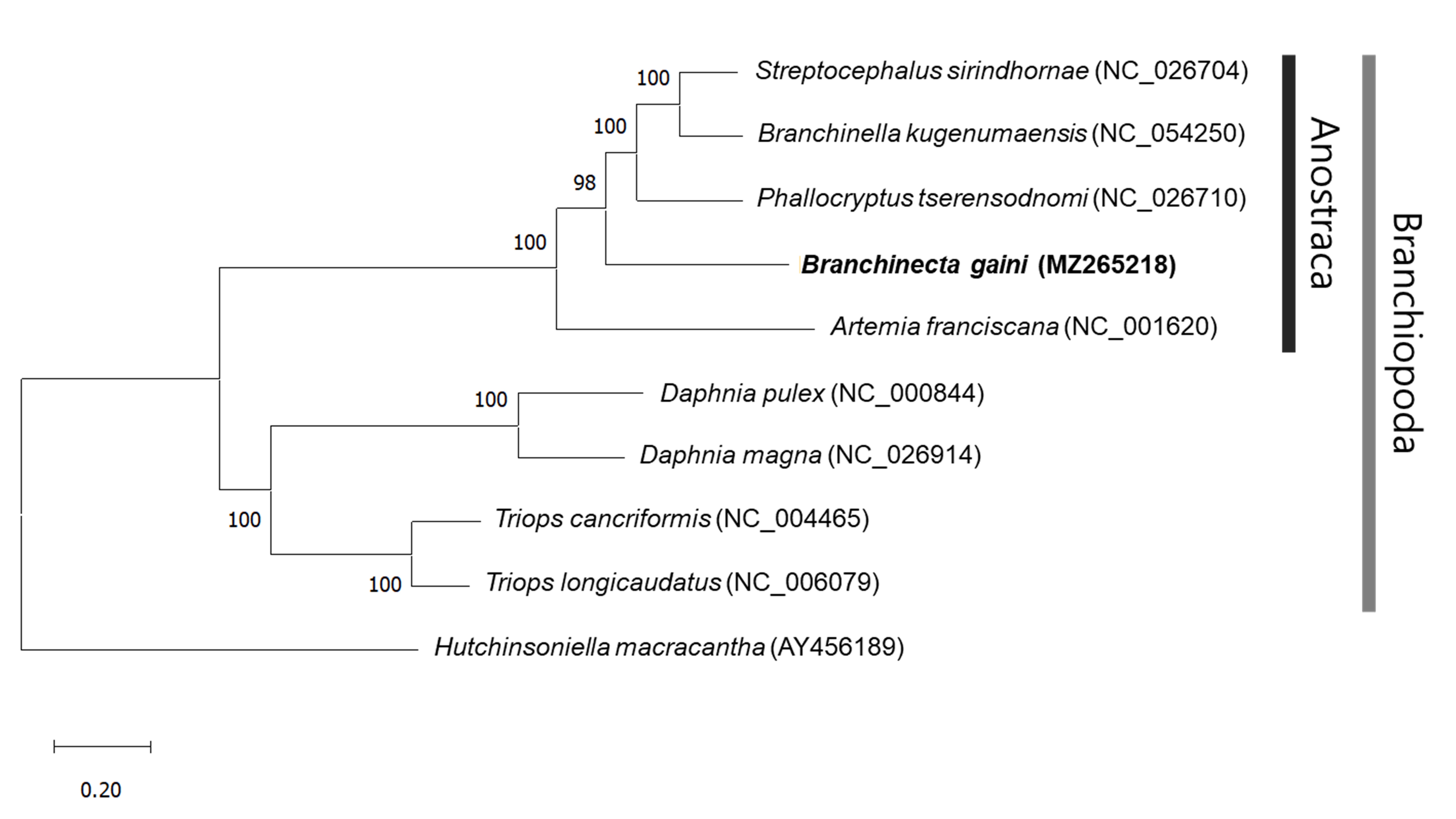 Pensoft Writing Tool