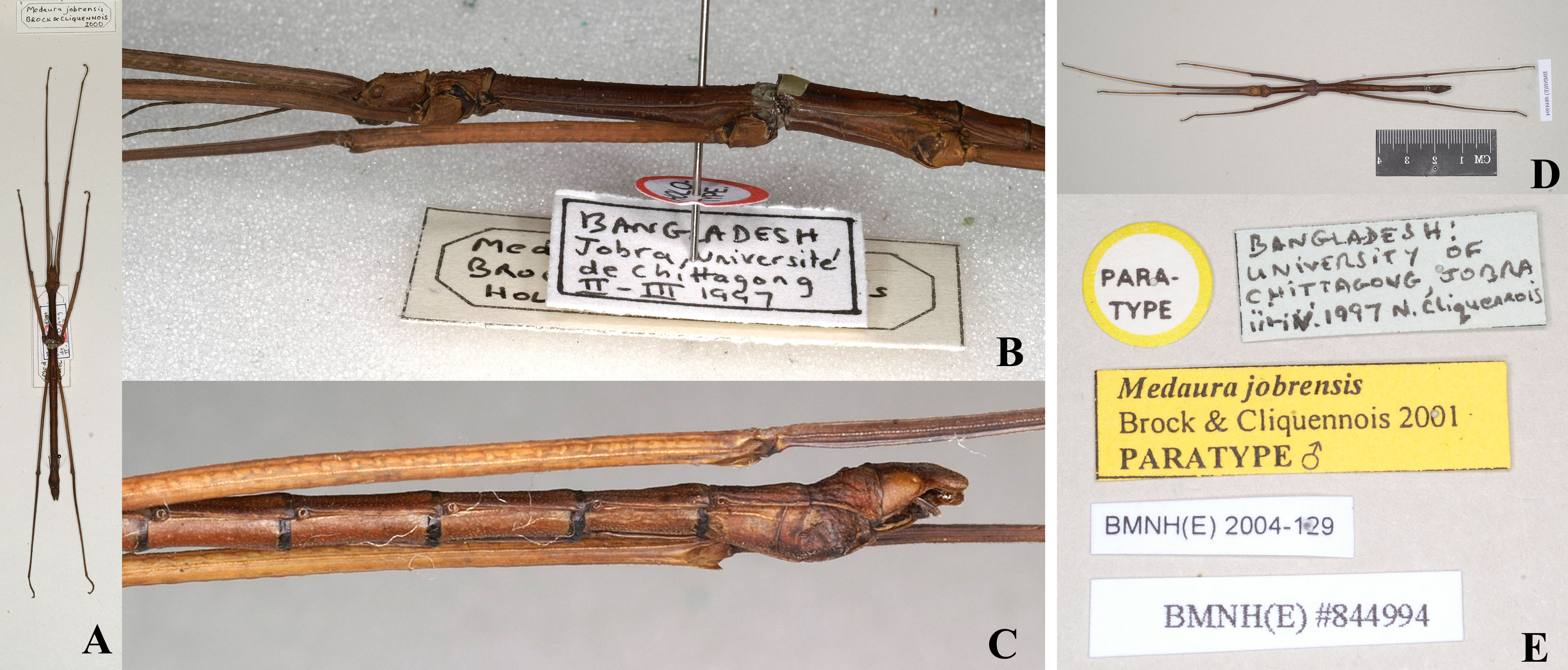 Pensoft Writing Tool