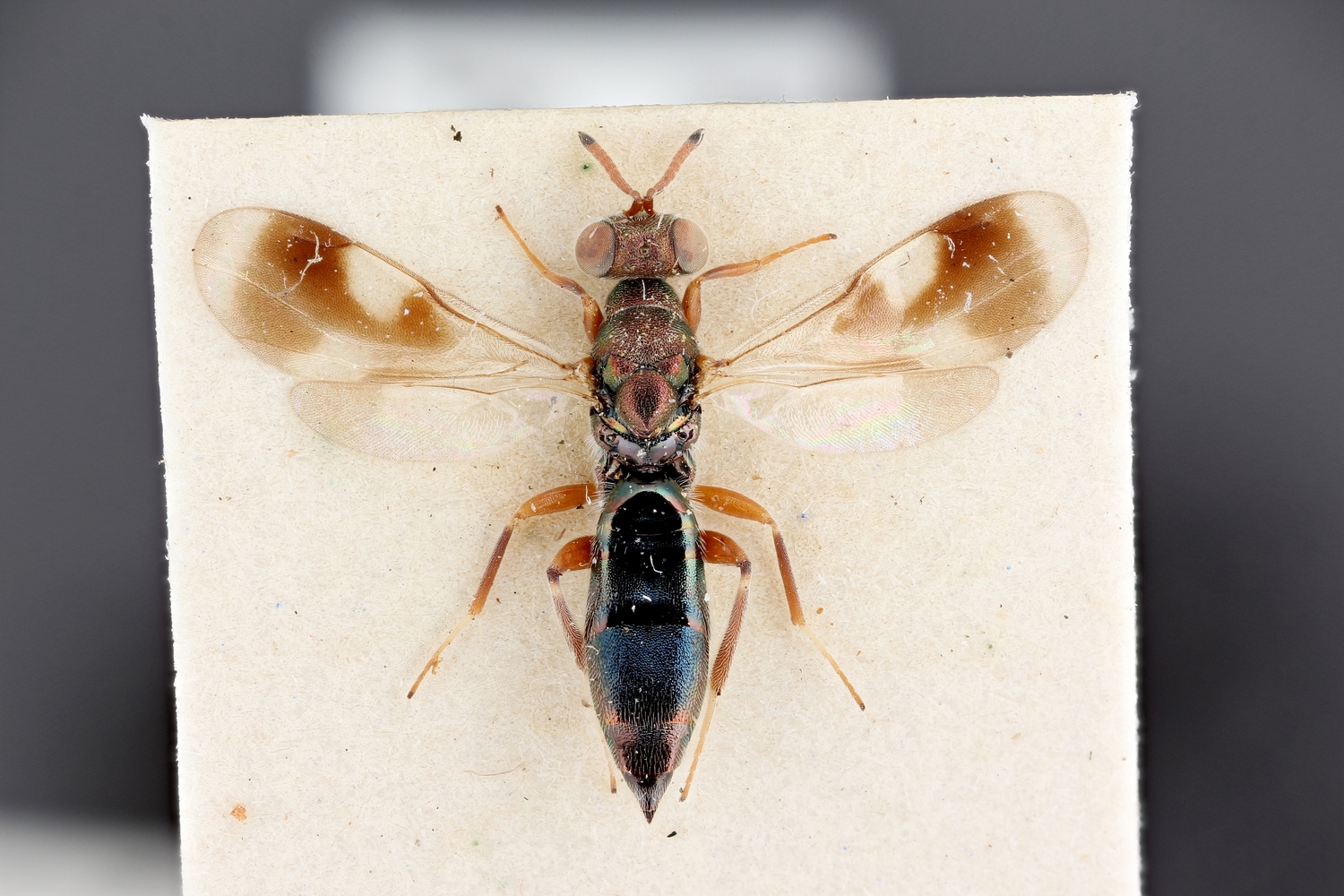 Pensoft Writing Tool