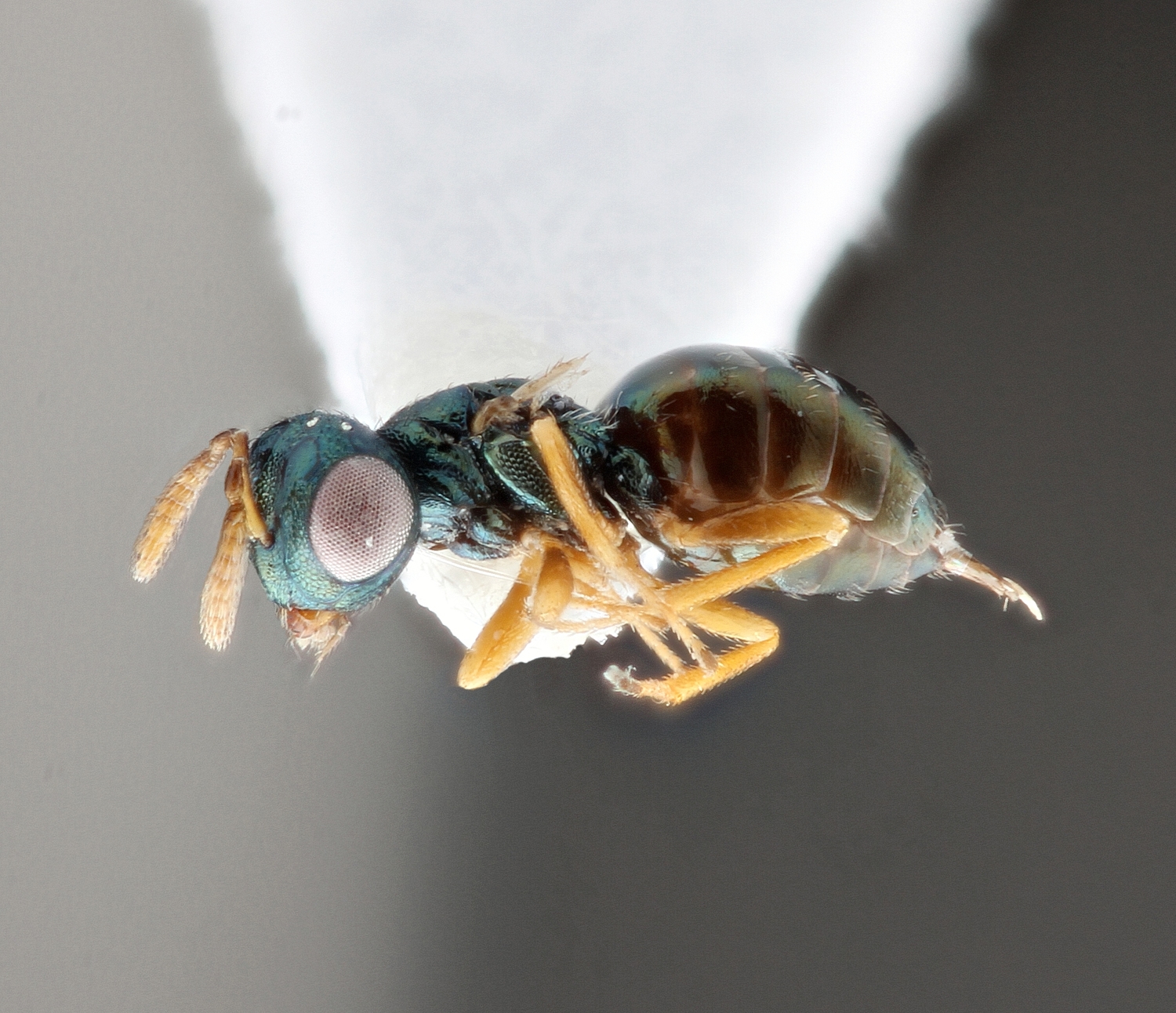 Pensoft Writing Tool