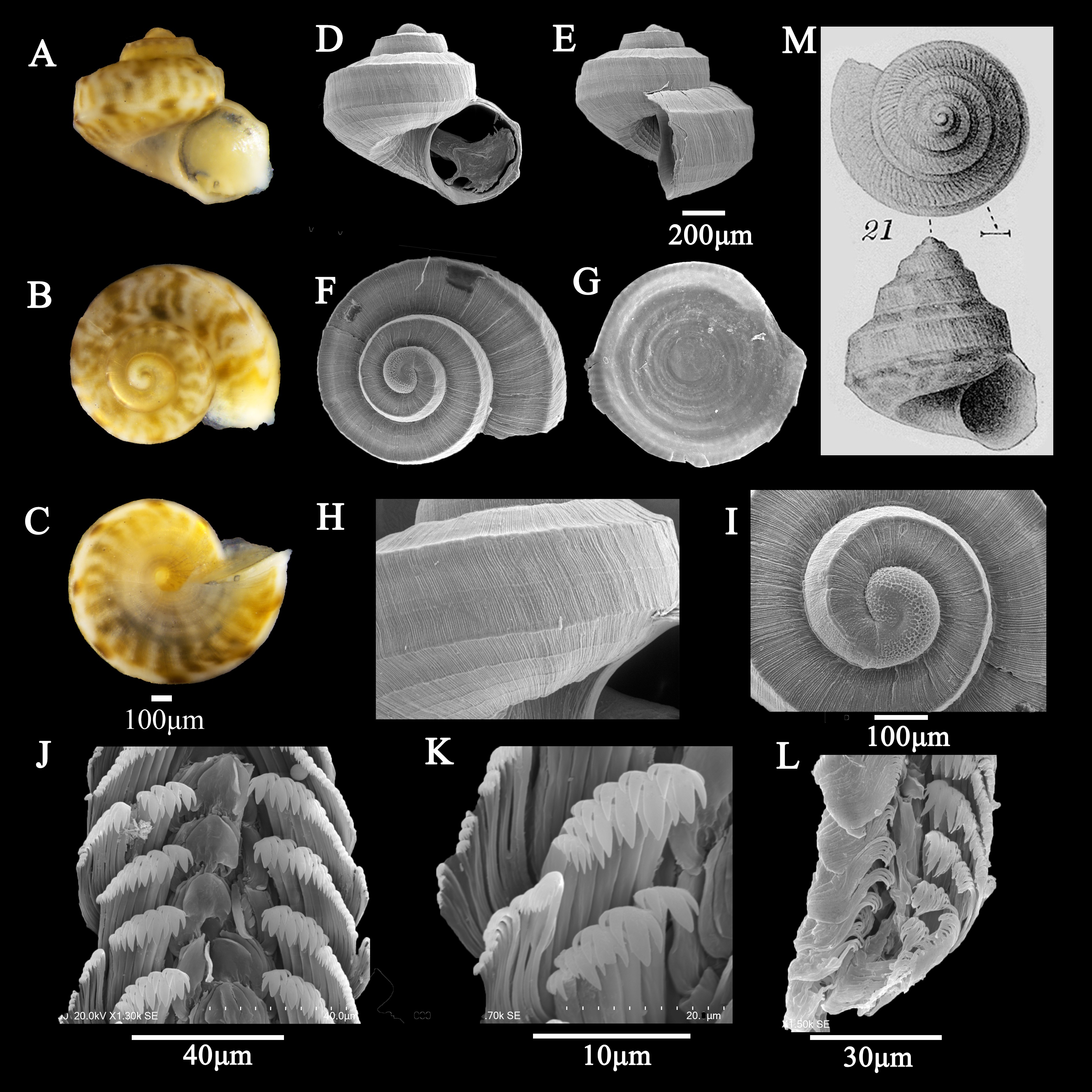 Pensoft Writing Tool