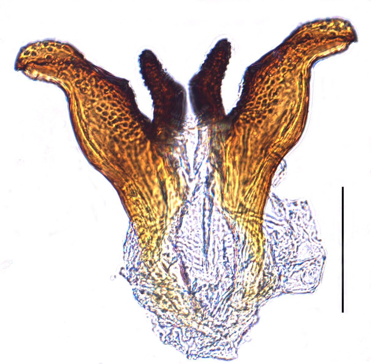 Pensoft Writing Tool