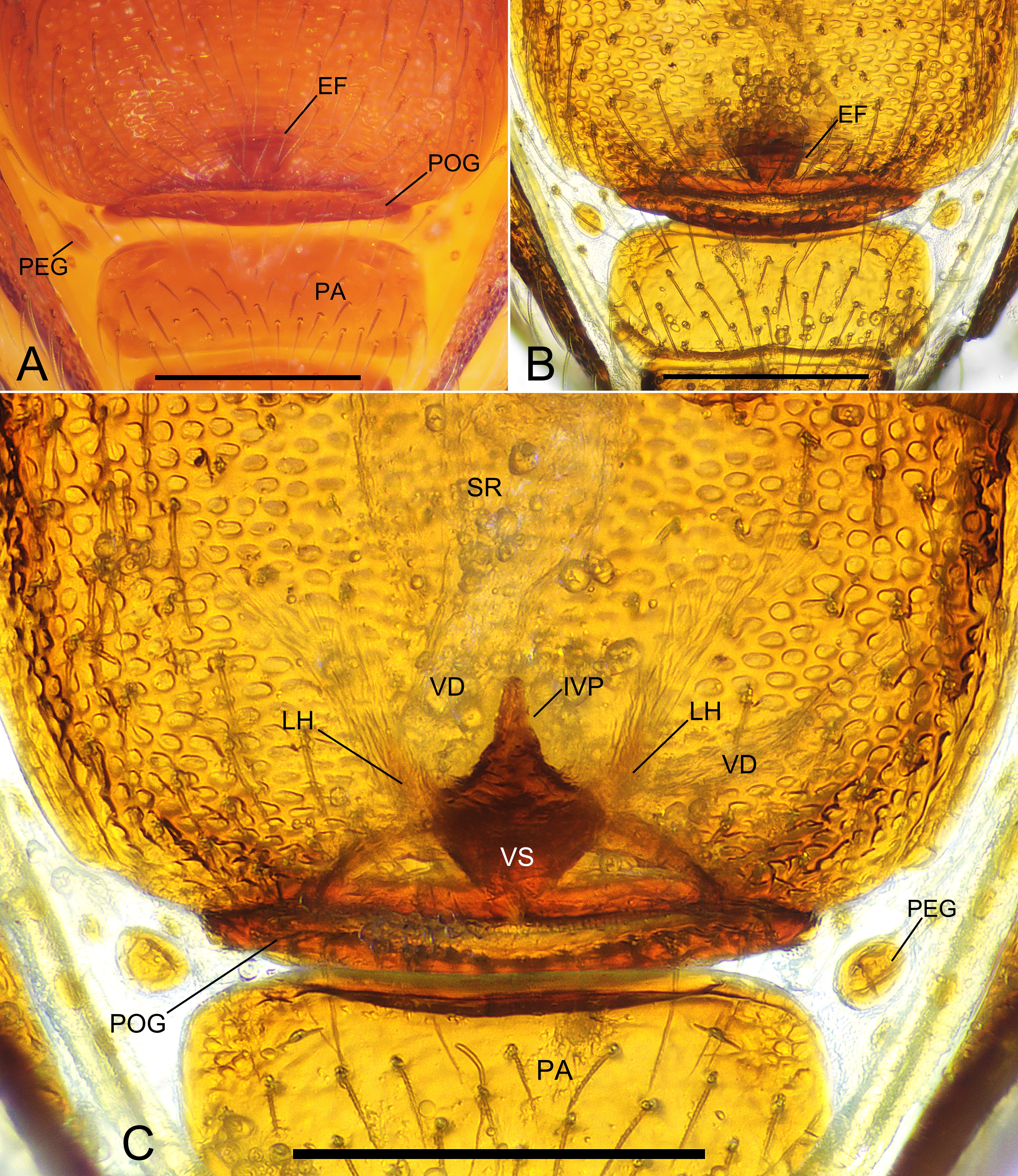 Pensoft Writing Tool