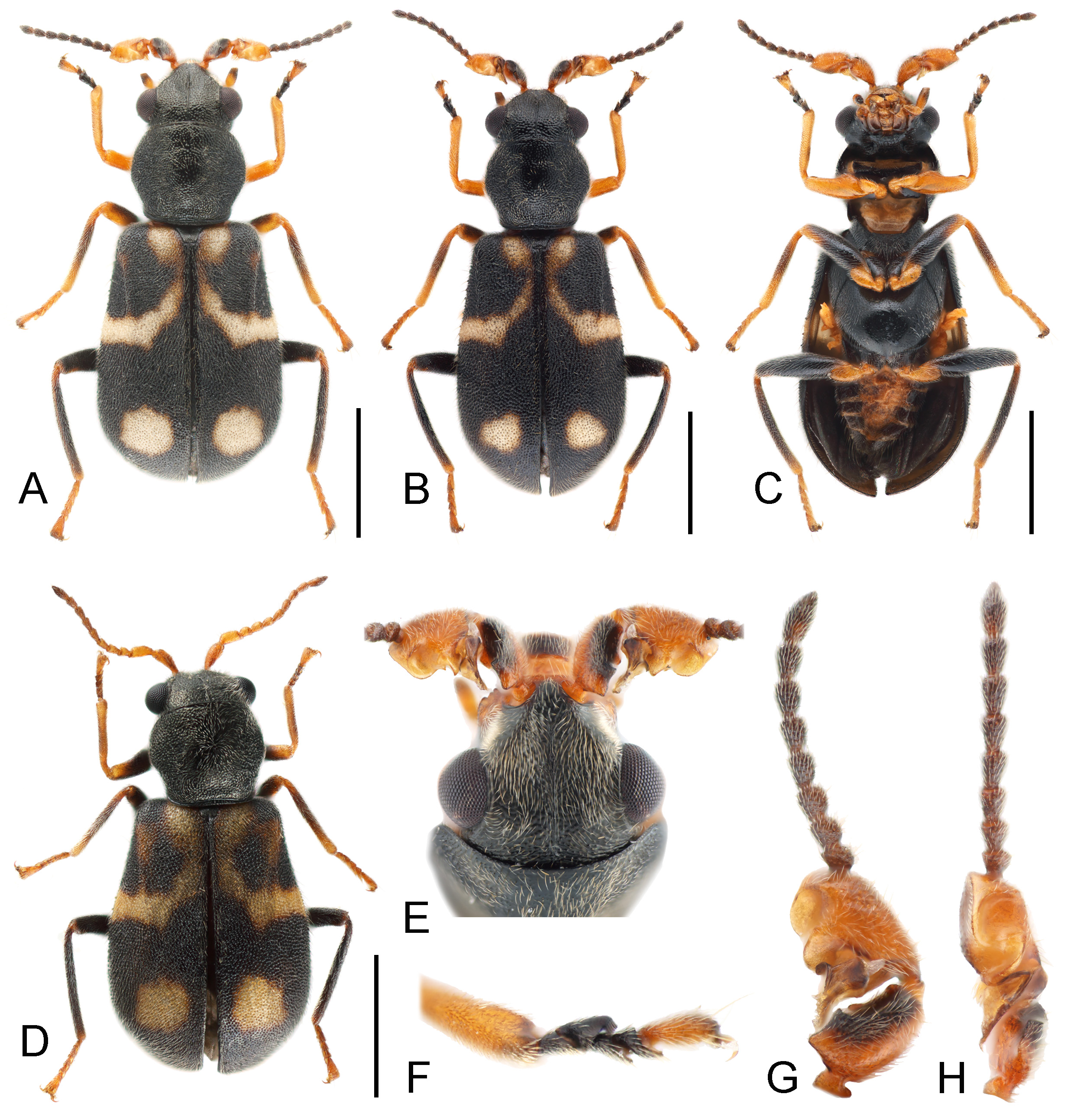 Pensoft Writing Tool