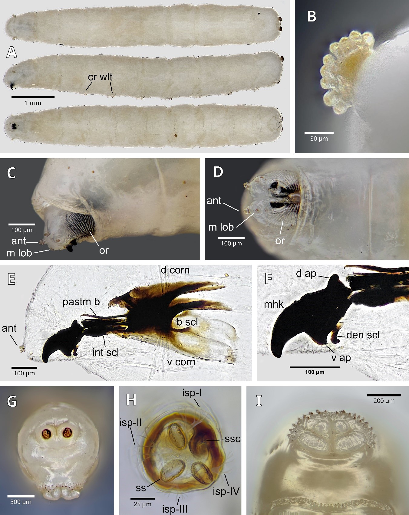 Pensoft Writing Tool