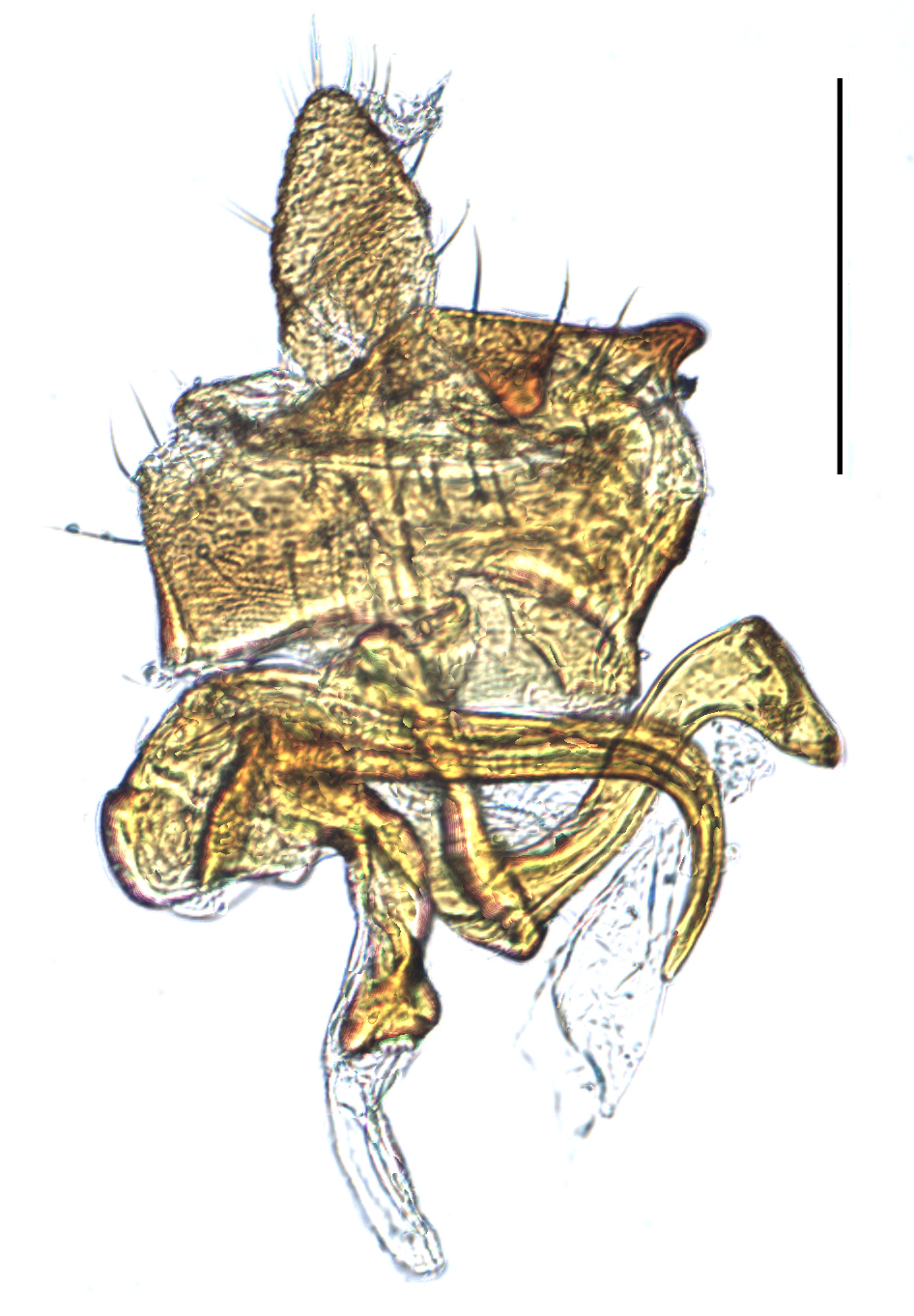 Pensoft Writing Tool