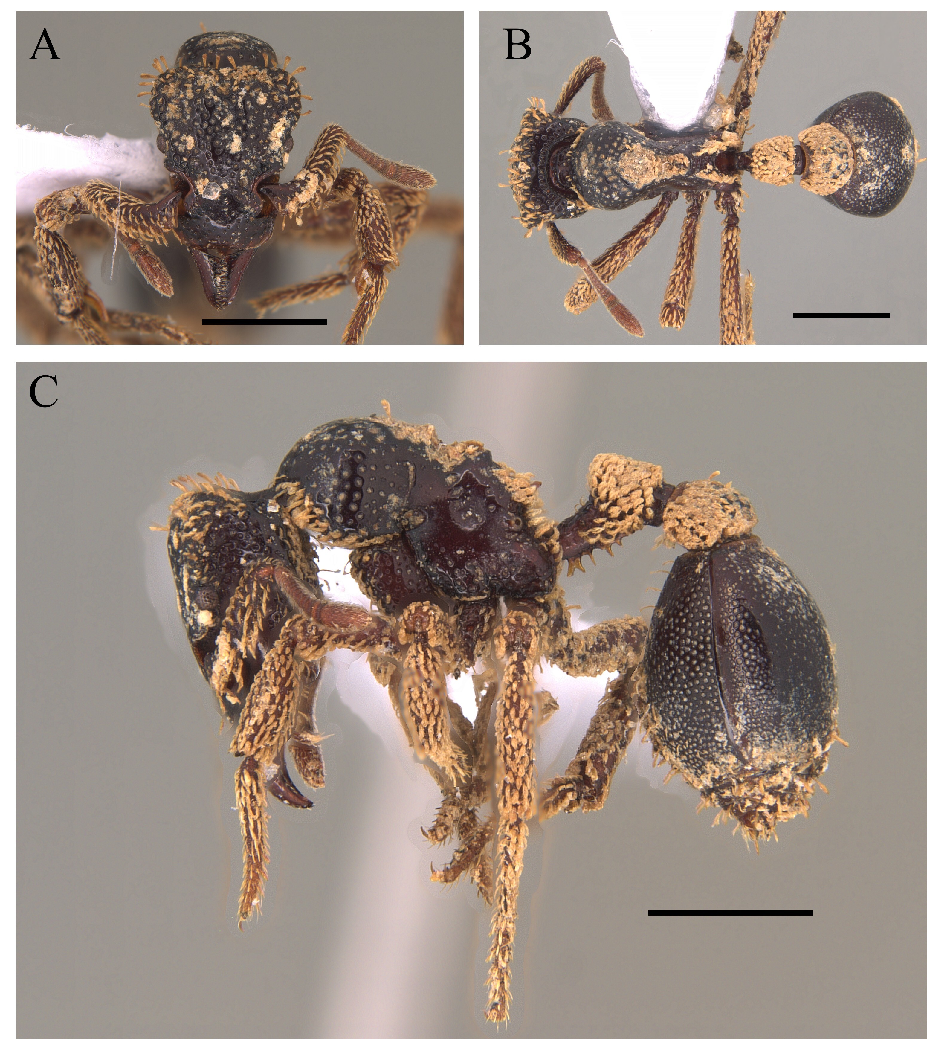 Pensoft Writing Tool