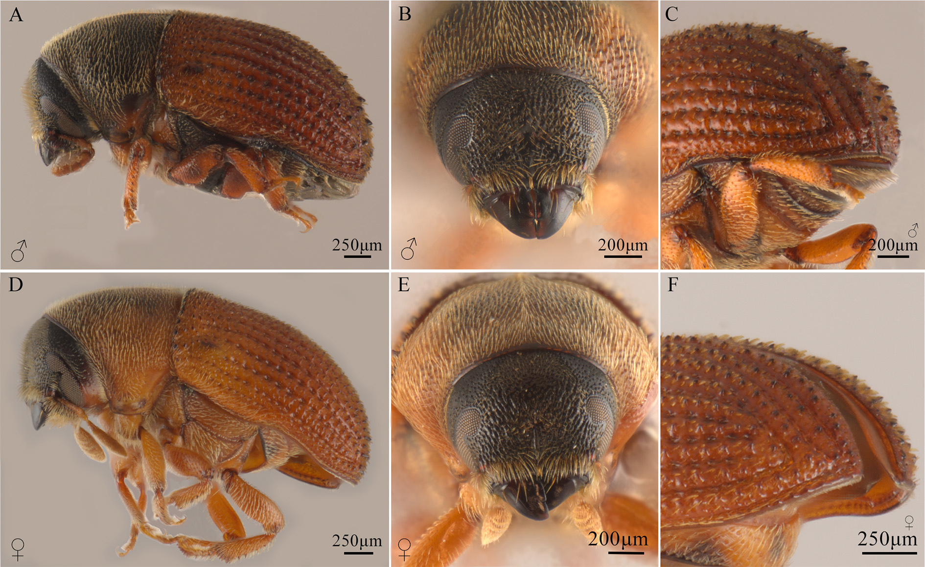 Pensoft Writing Tool