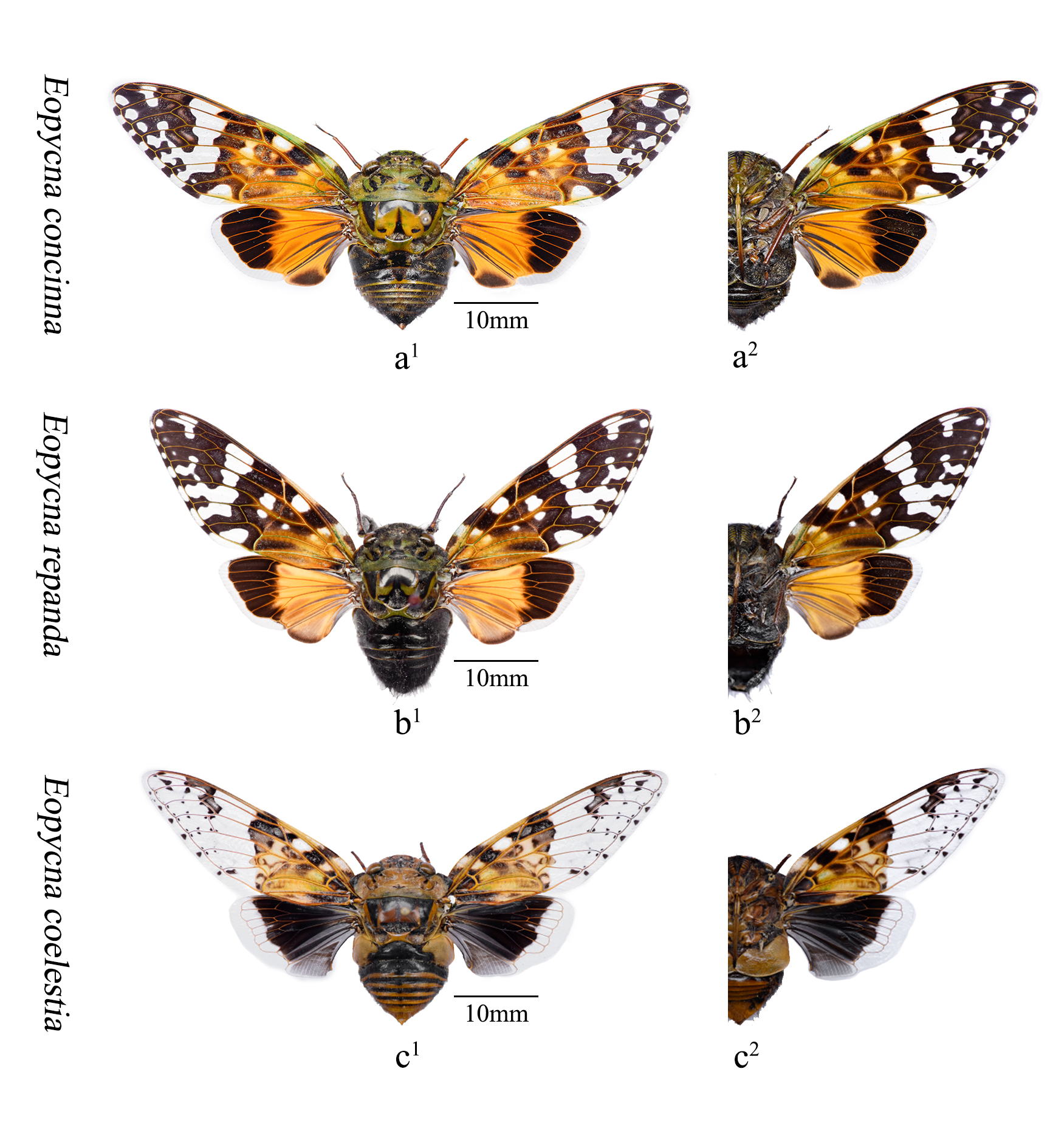 Pensoft Writing Tool