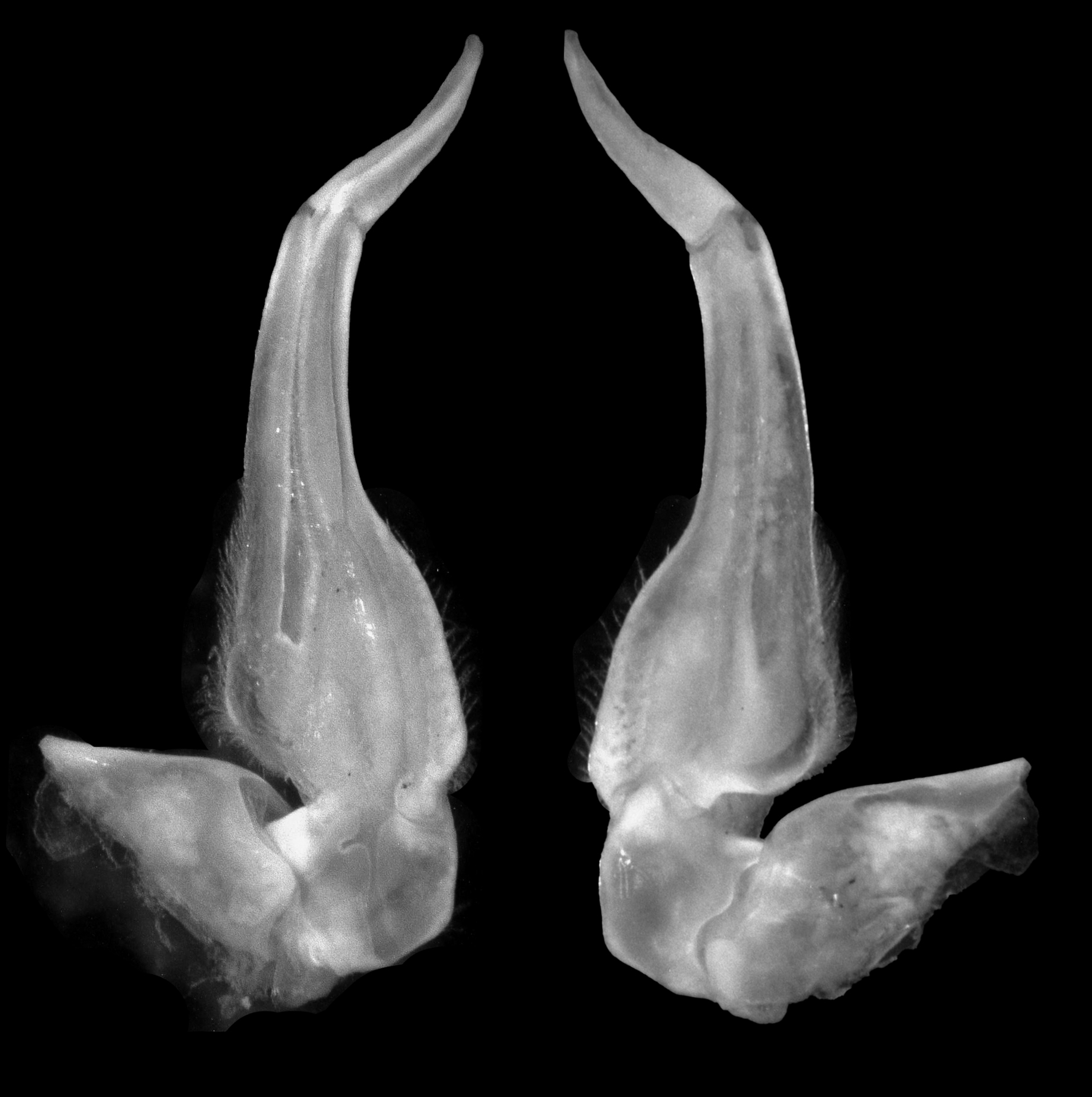 Pensoft Writing Tool