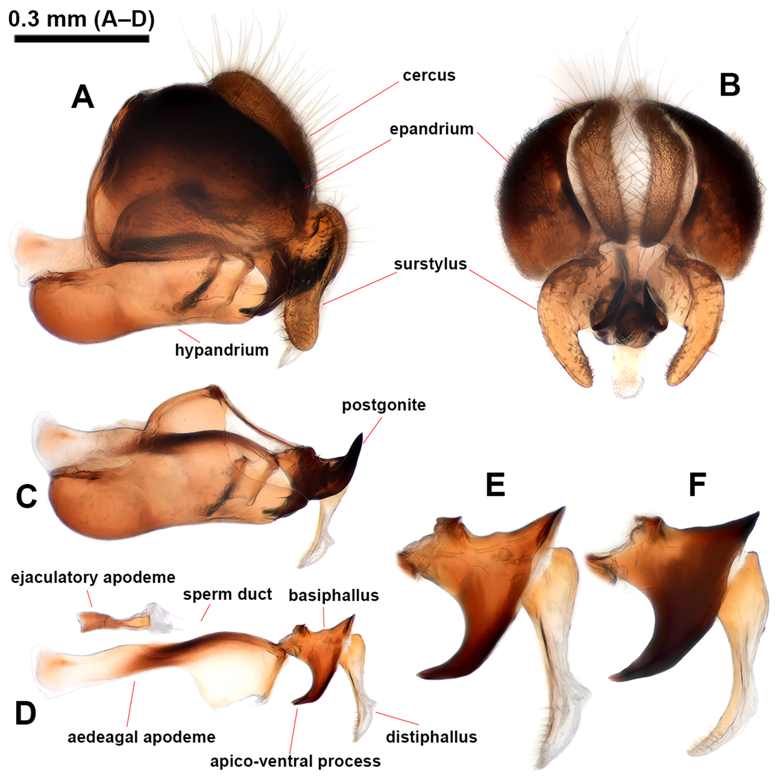 Pensoft Writing Tool