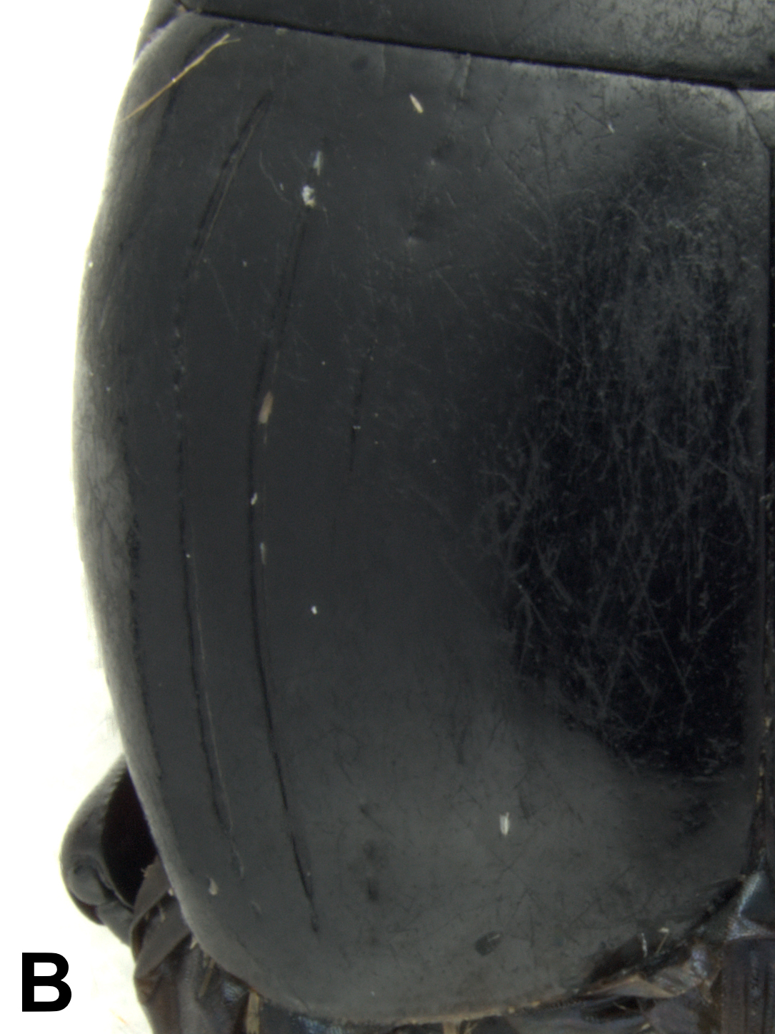 Pensoft Writing Tool