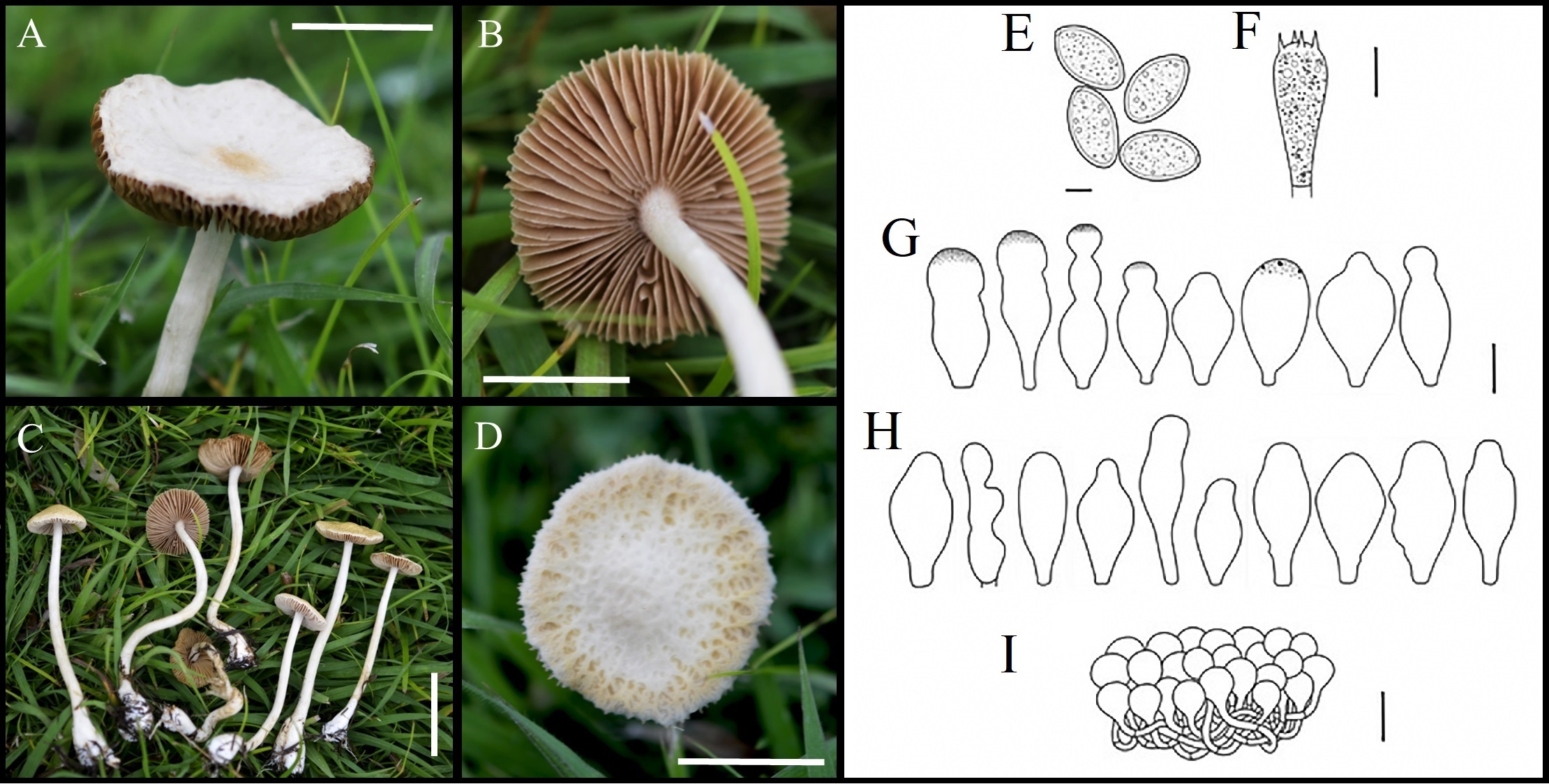 Pensoft Writing Tool
