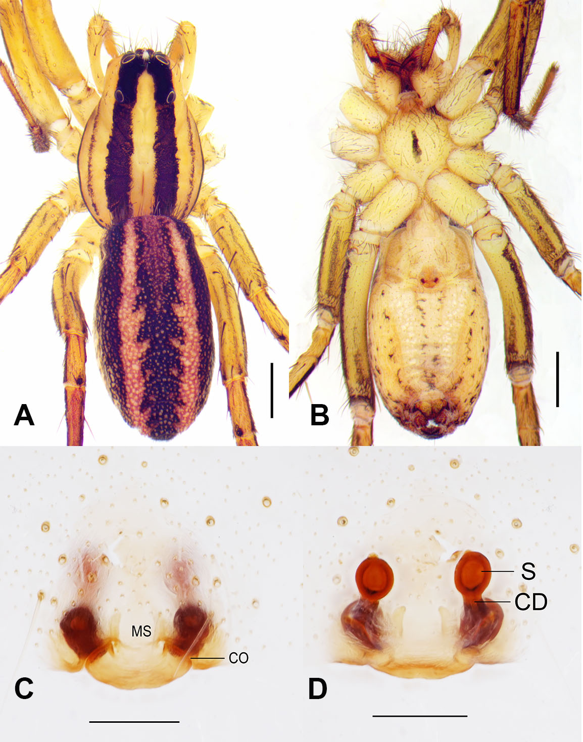 Pensoft Writing Tool