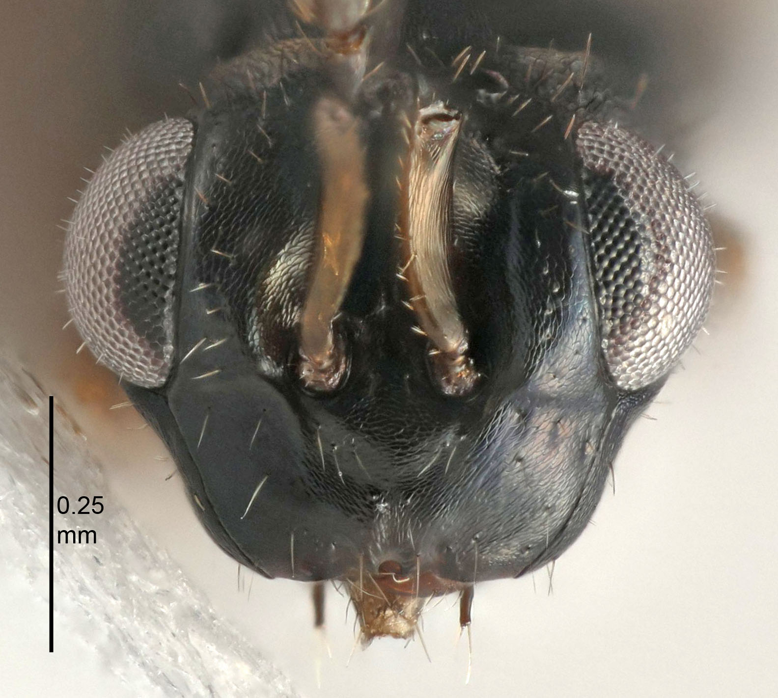 Pensoft Writing Tool