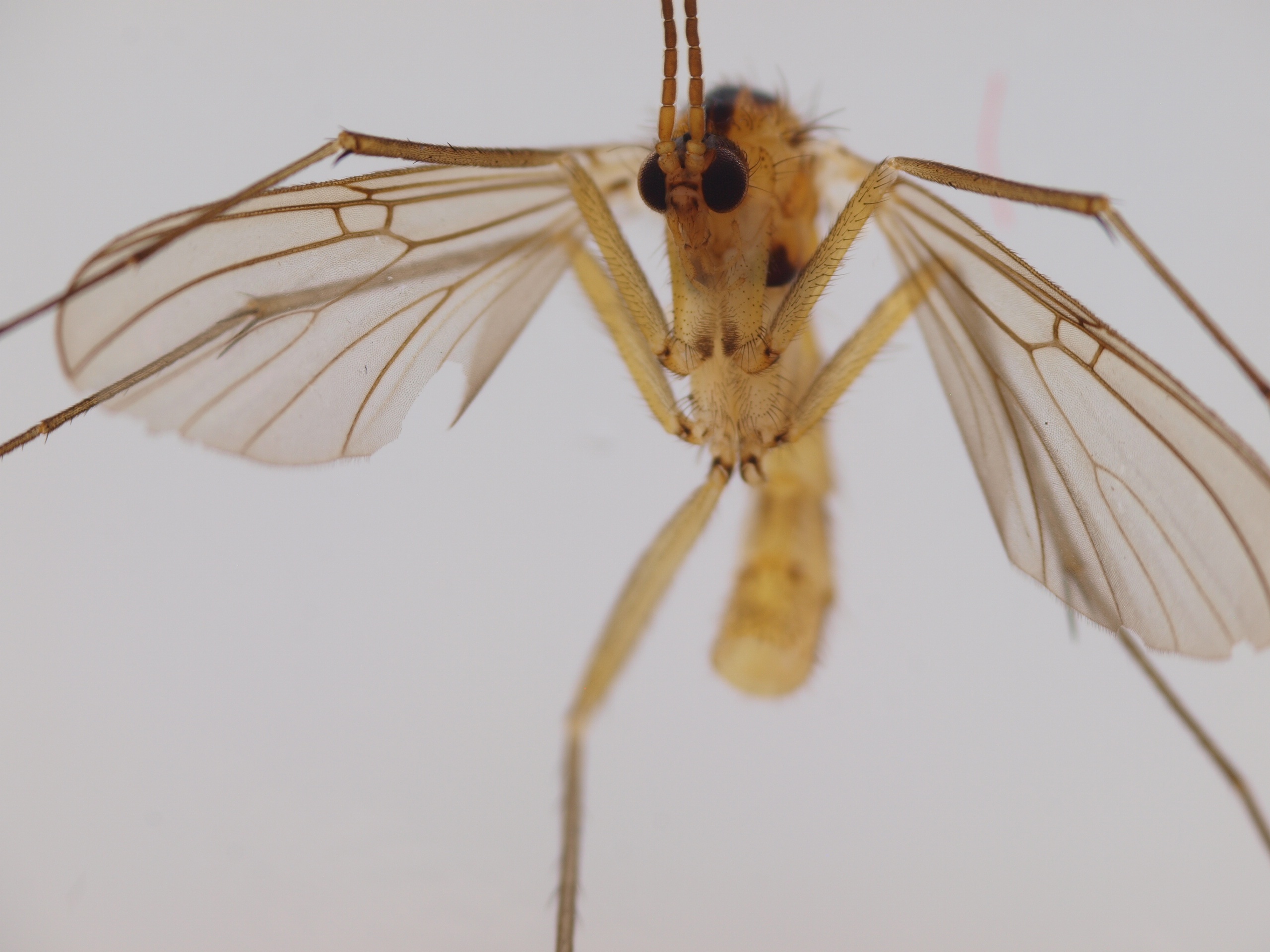 Recent noteworthy findings of fungus gnats from Finland and ...