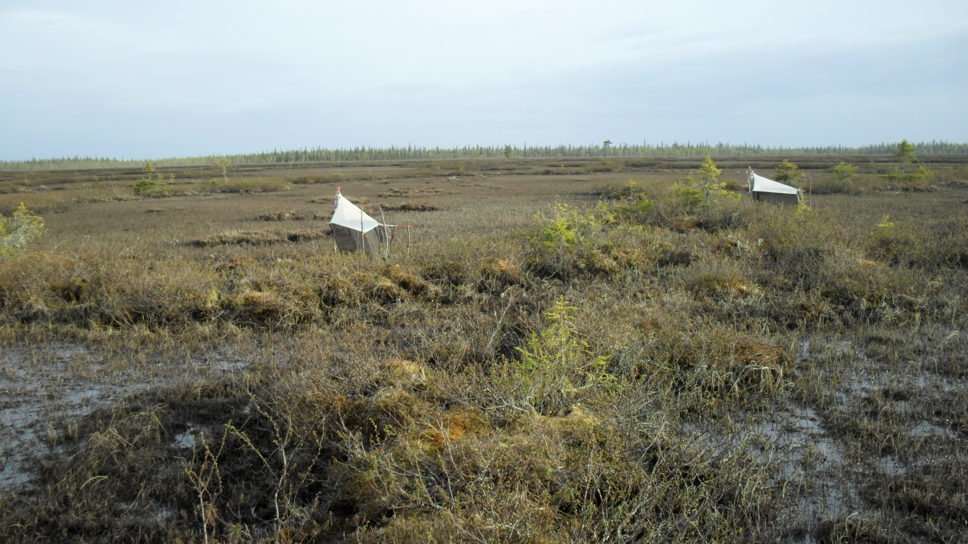 Recent noteworthy findings of fungus gnats from Finland and ...