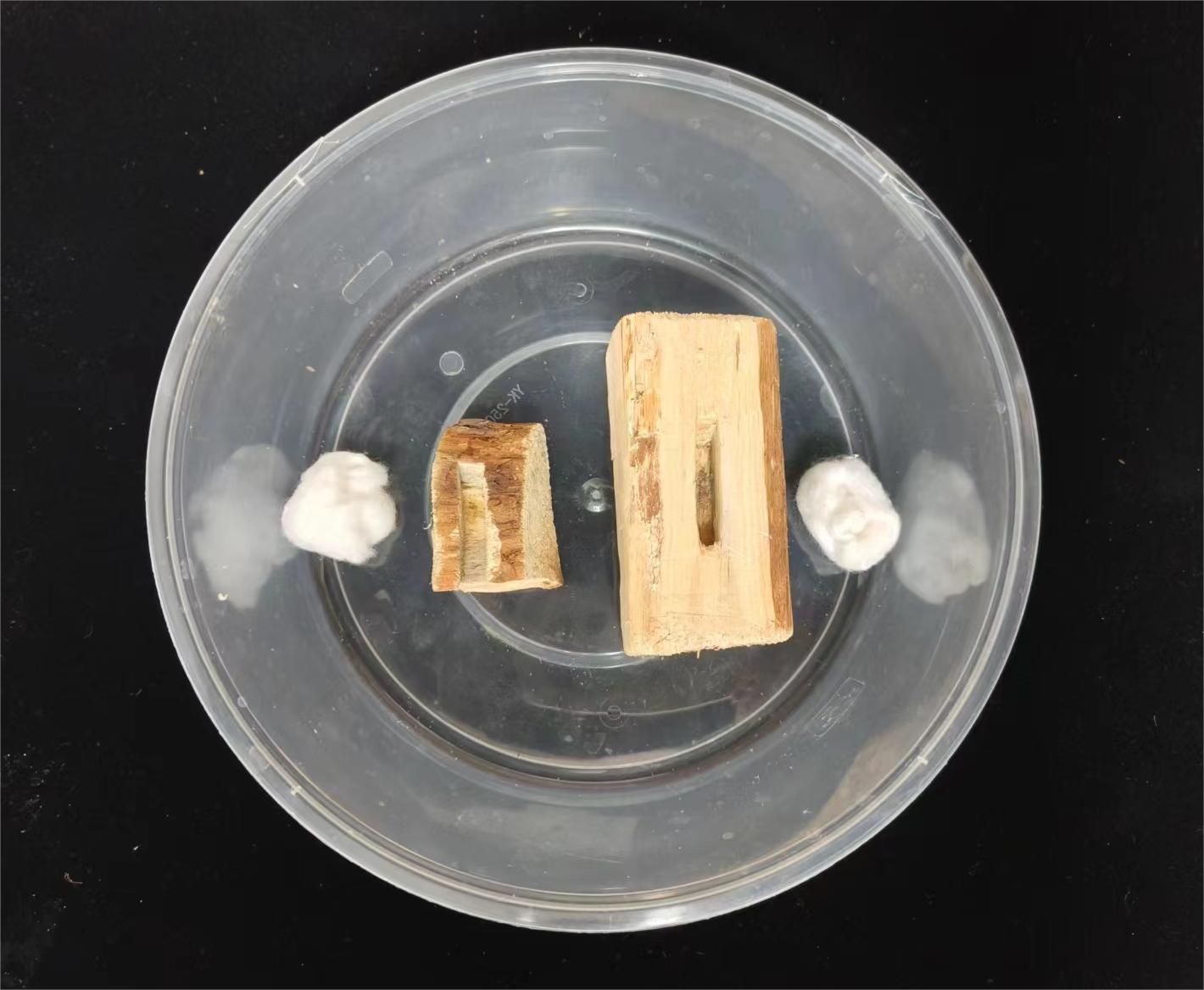 Inocellia (Amurinocellia) calida (Raphidioptera, Inocelliidae) was ...