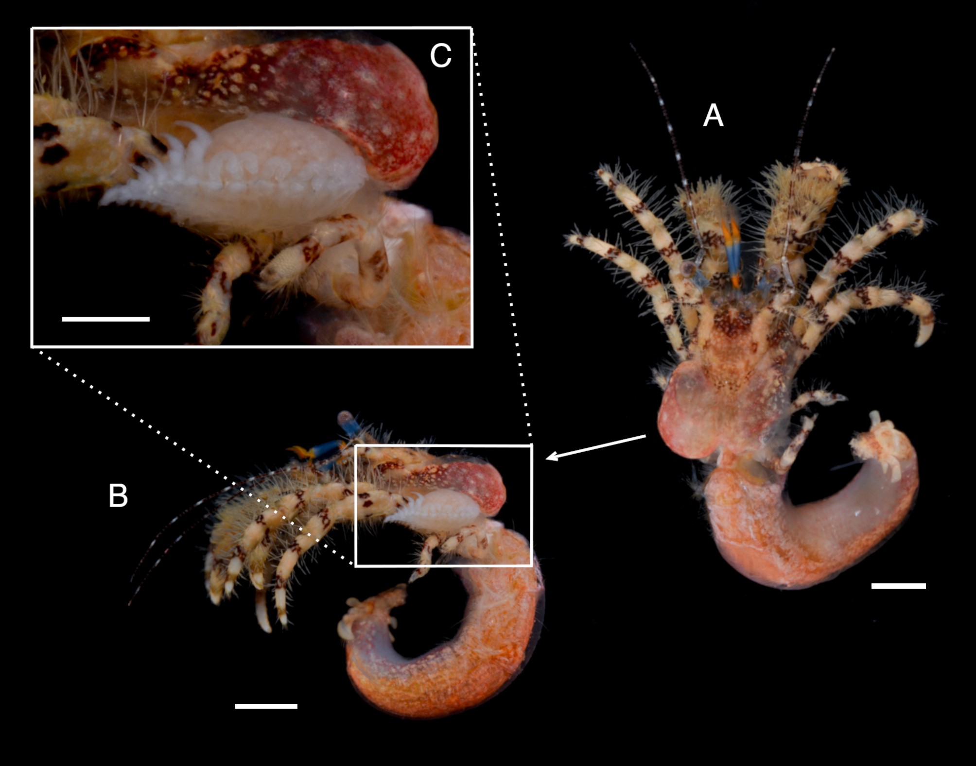 Pensoft Writing Tool