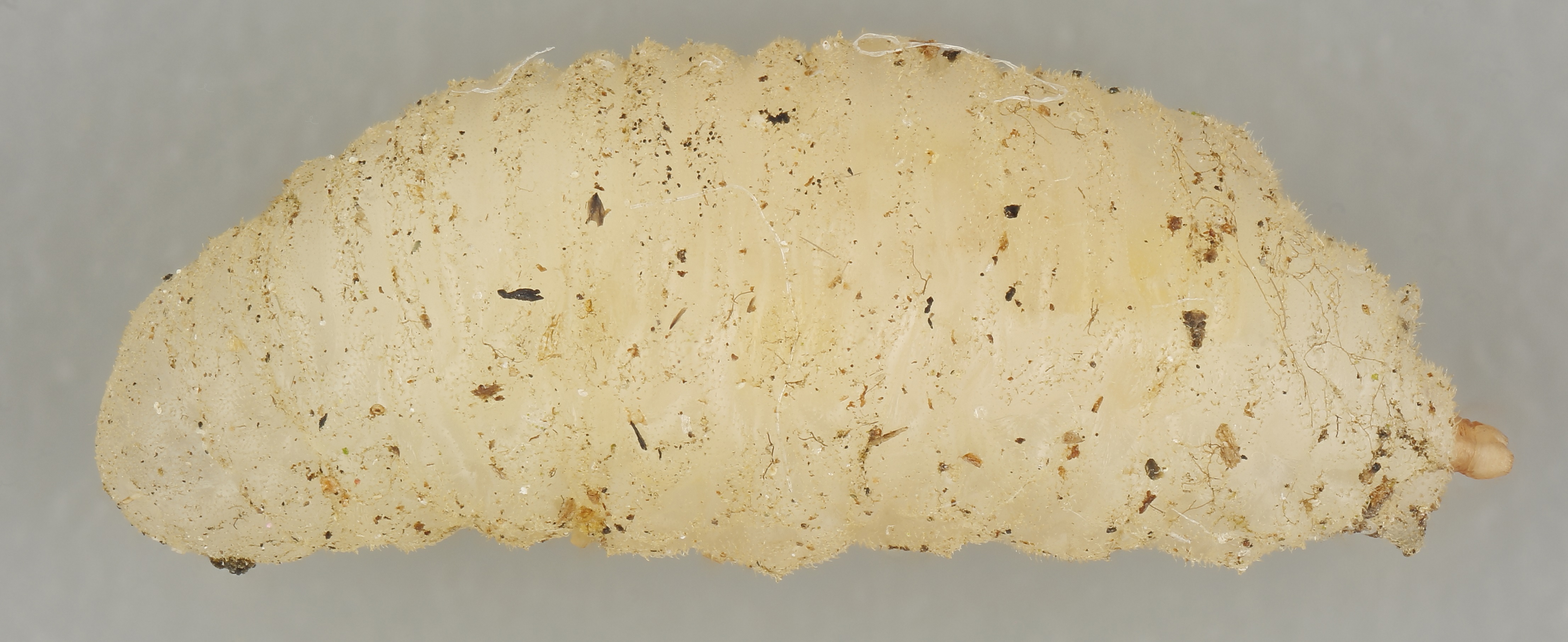 Pelecocera (Pelecocera) tricincta and Pelecocera (Chamaesyrphus ...