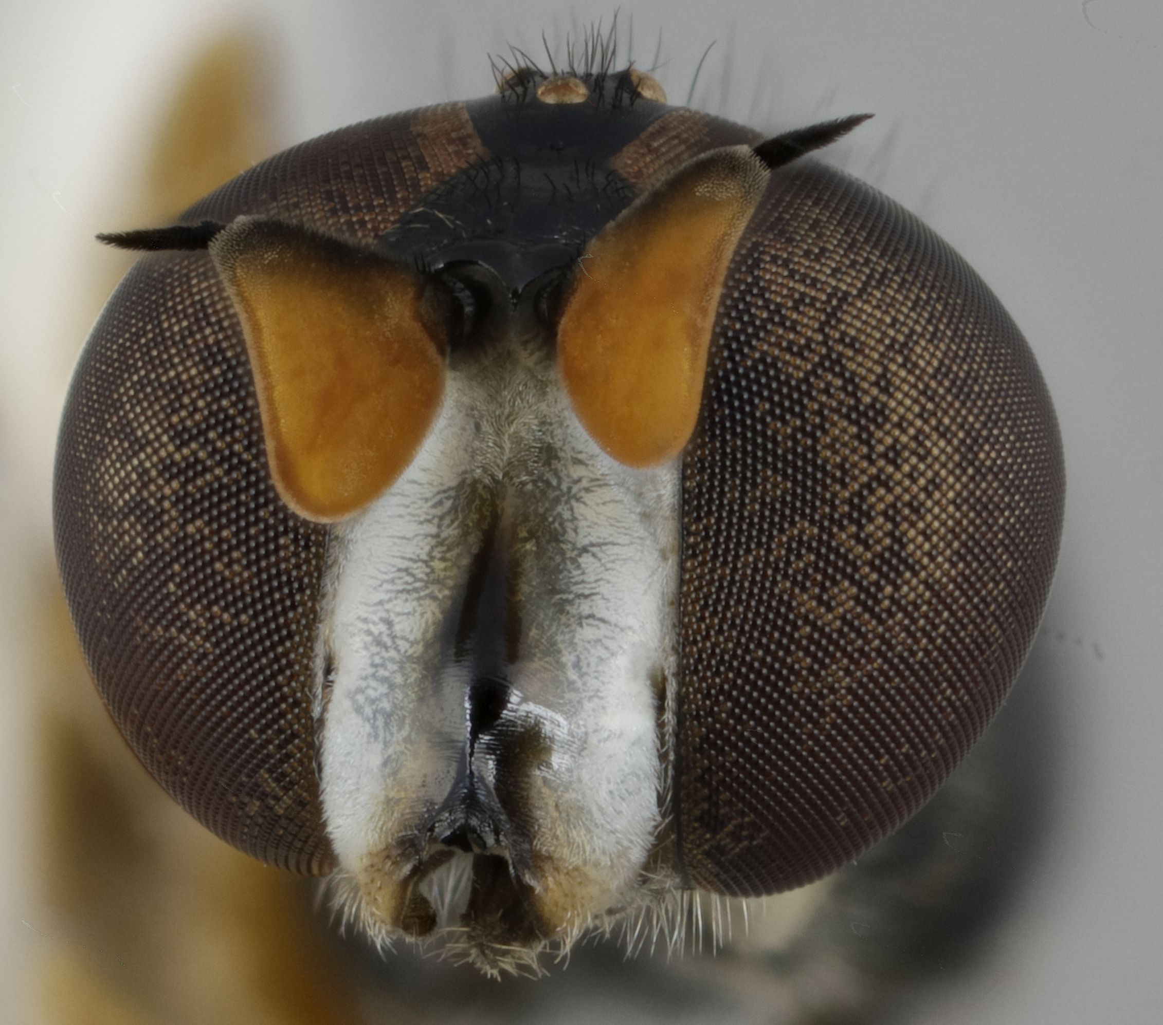 Pelecocera (Pelecocera) tricincta and Pelecocera (Chamaesyrphus ...