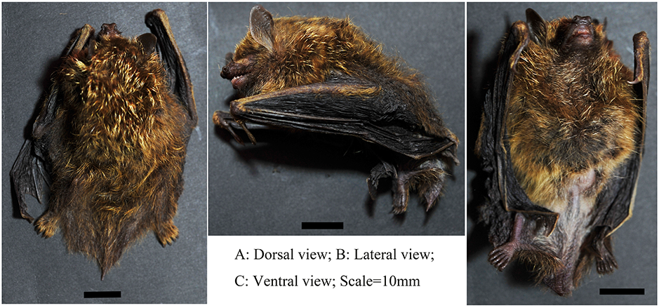 Pensoft Writing Tool