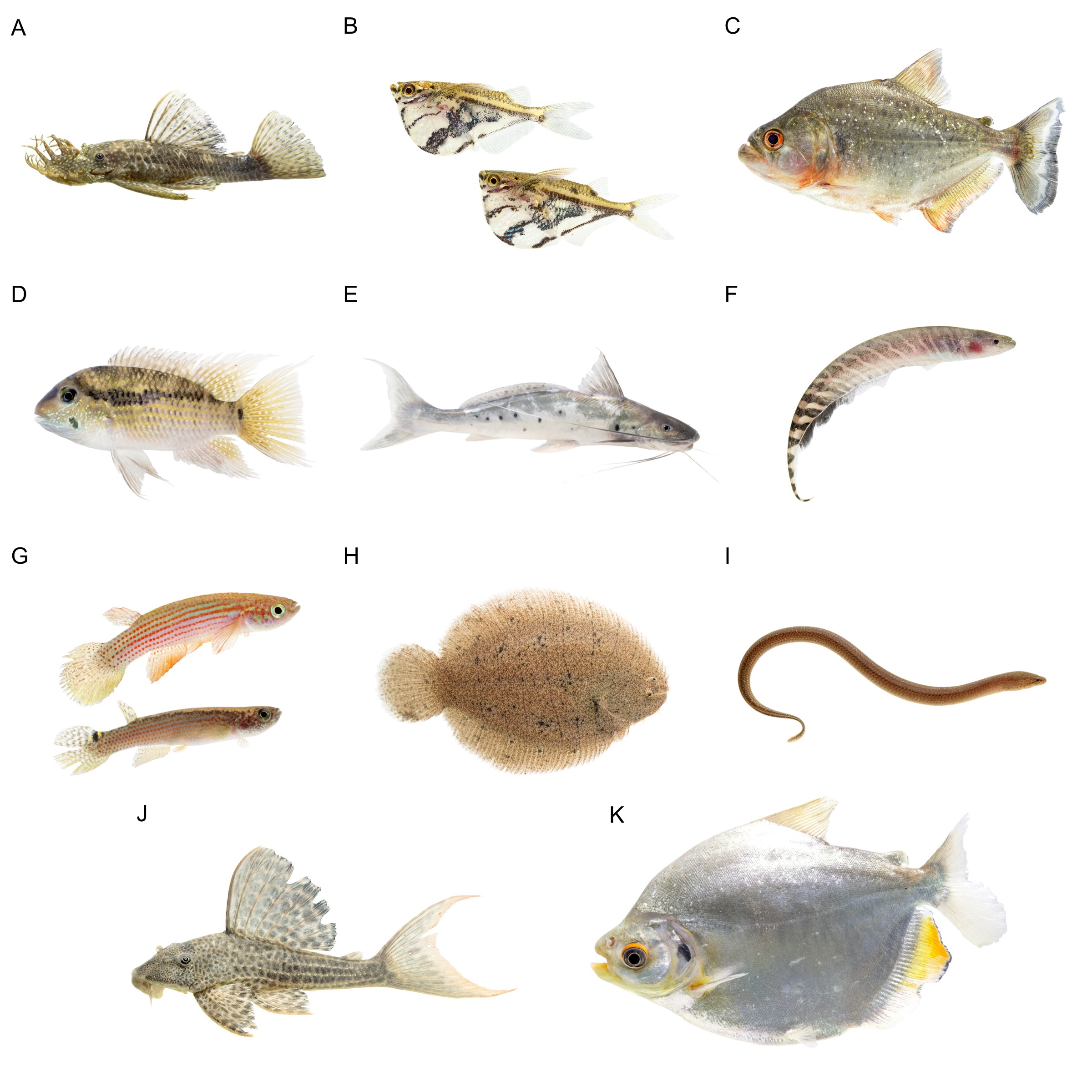 Pensoft Writing Tool